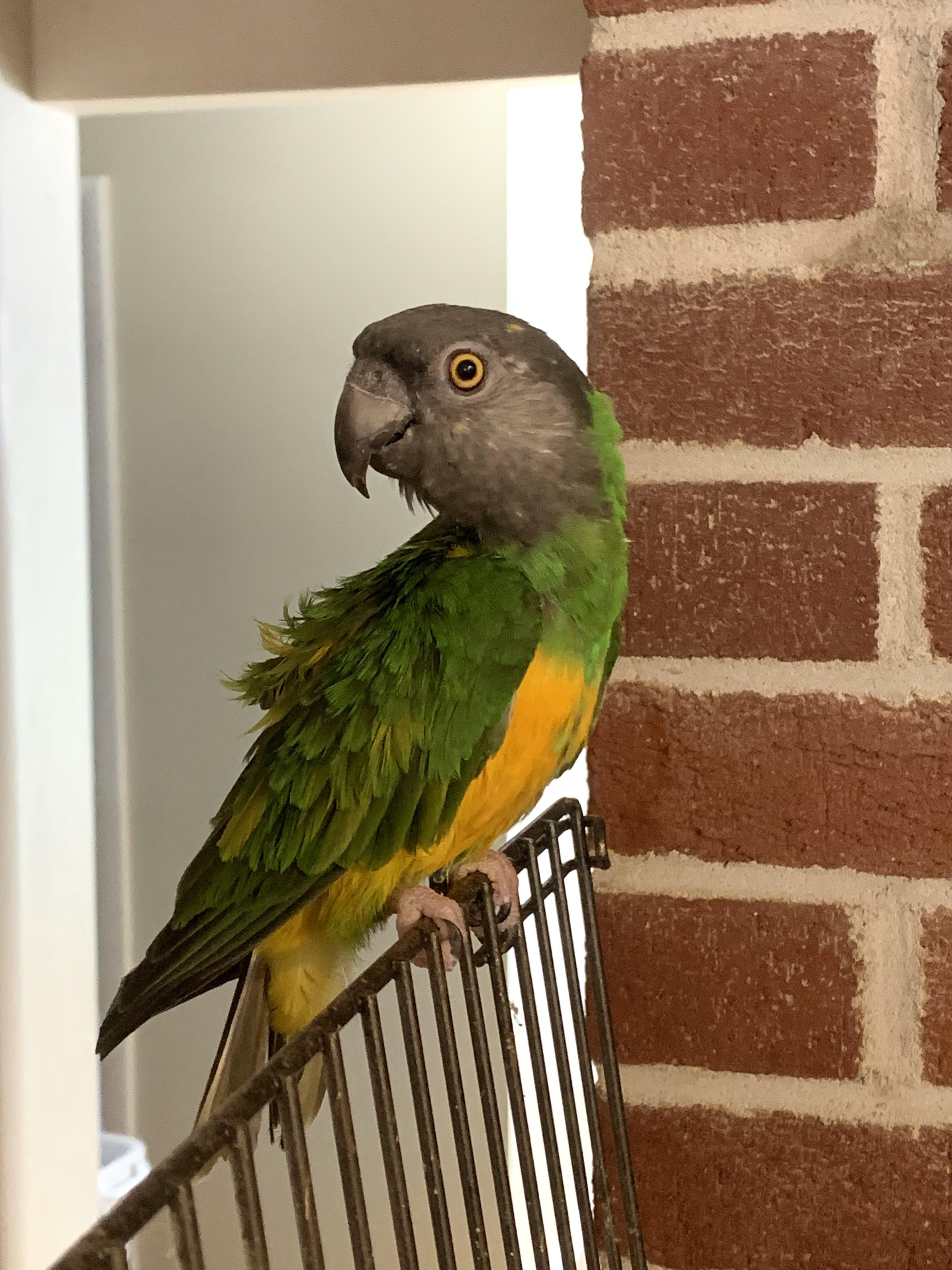 My mom passed away and we are keeping her Senegal parrot, Buddy. | Scrolller