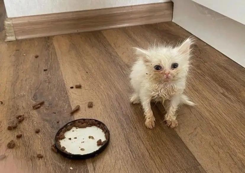 Kitten in distress (swipe) | Scrolller