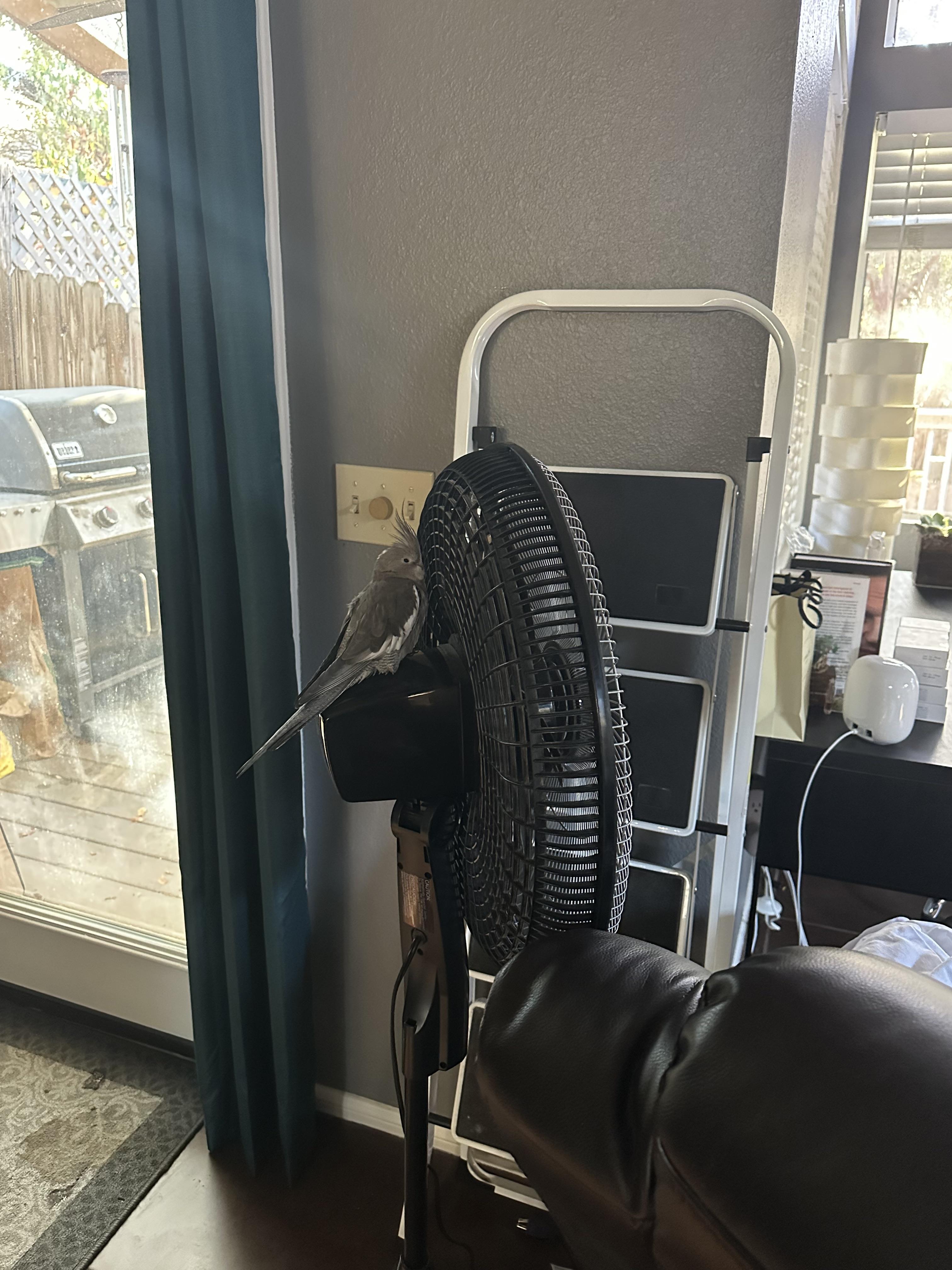 Emotional support fan | Scrolller