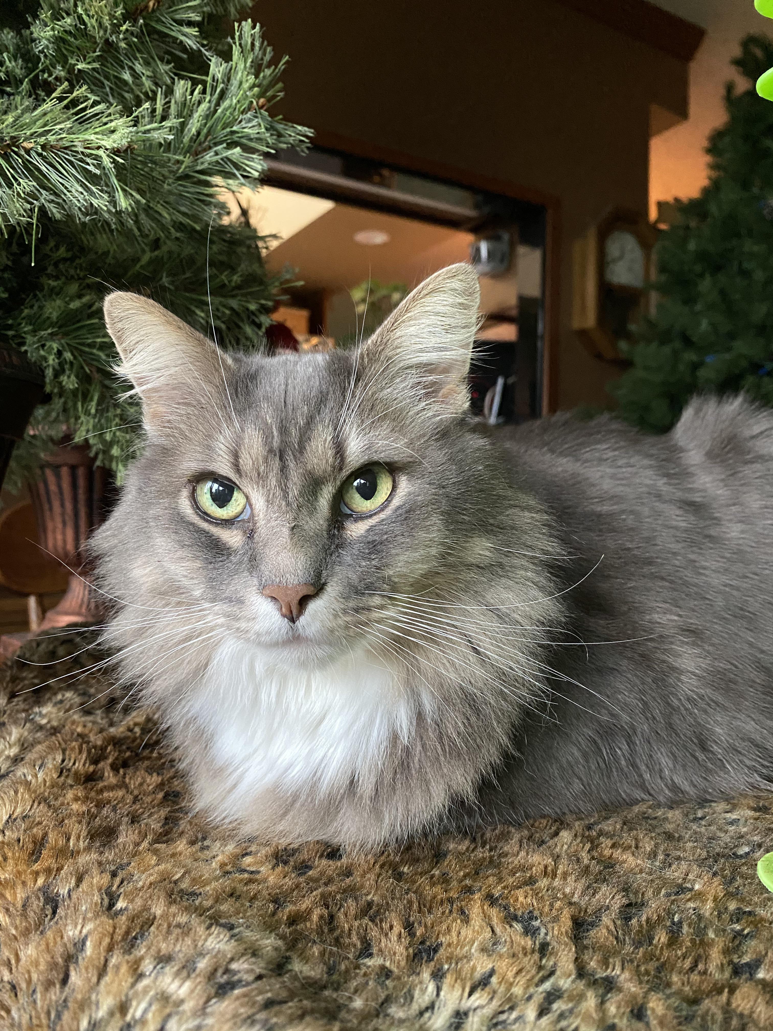 Meet Kevin! | Scrolller