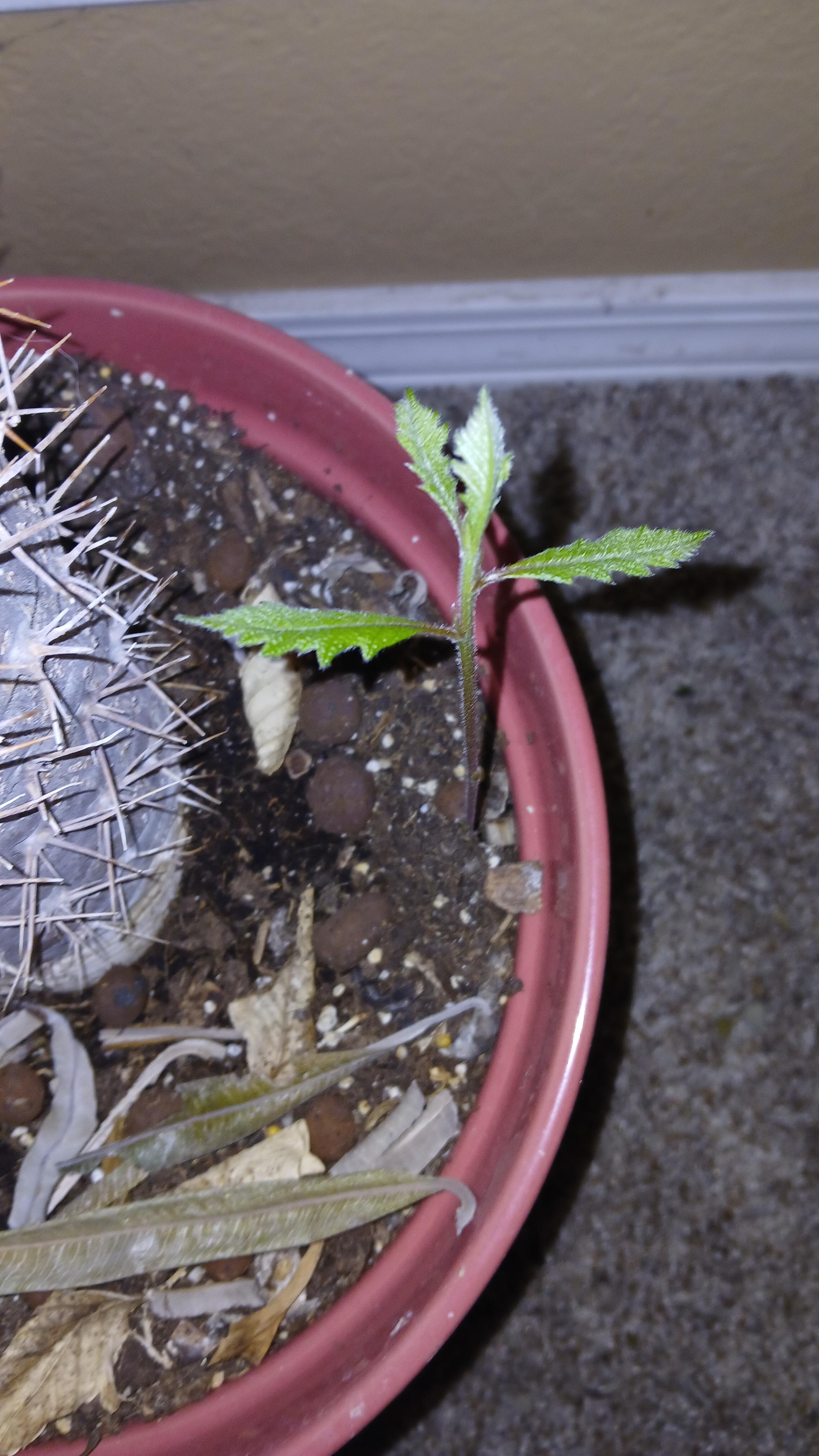 What's this growing next to my cactus? | Scrolller