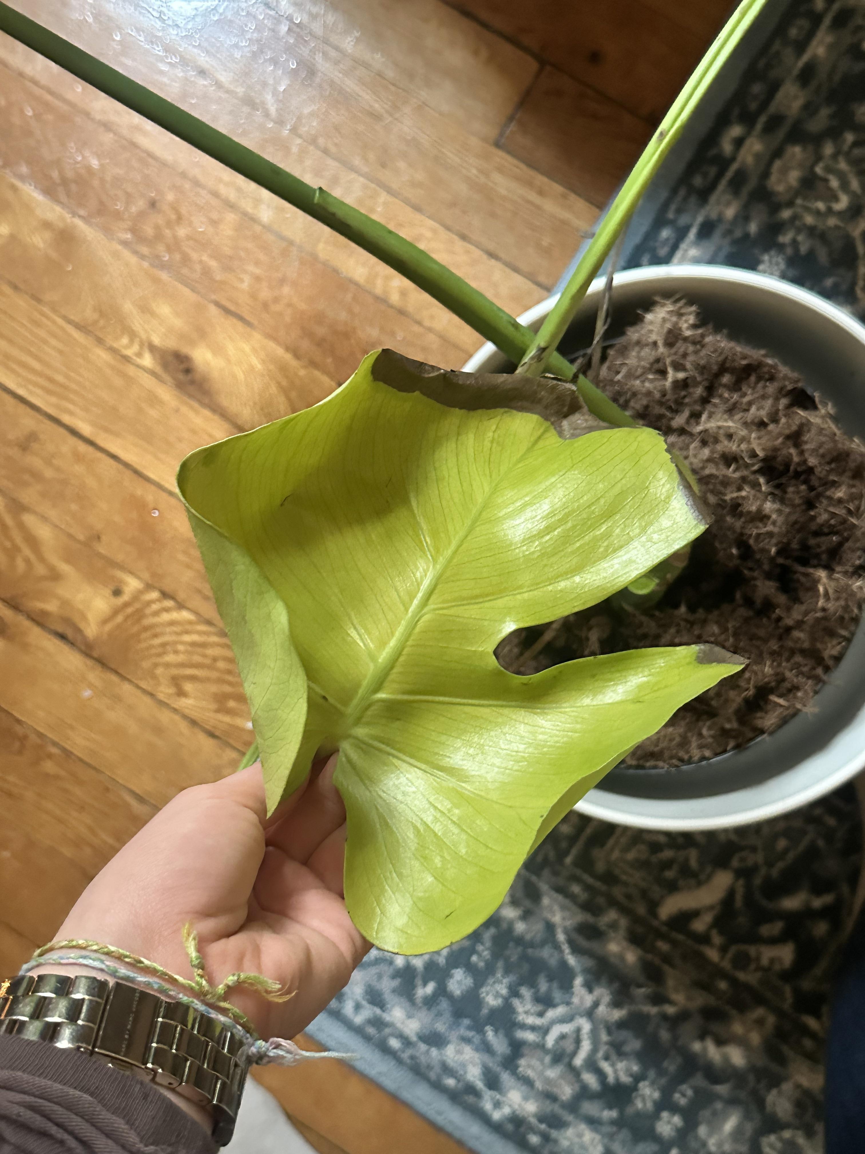 Help! my monstera needs assistance | Scrolller