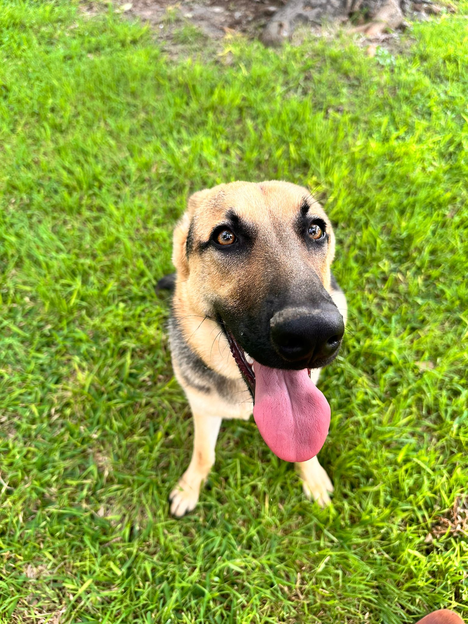 FOUND German Shepherd | Scrolller