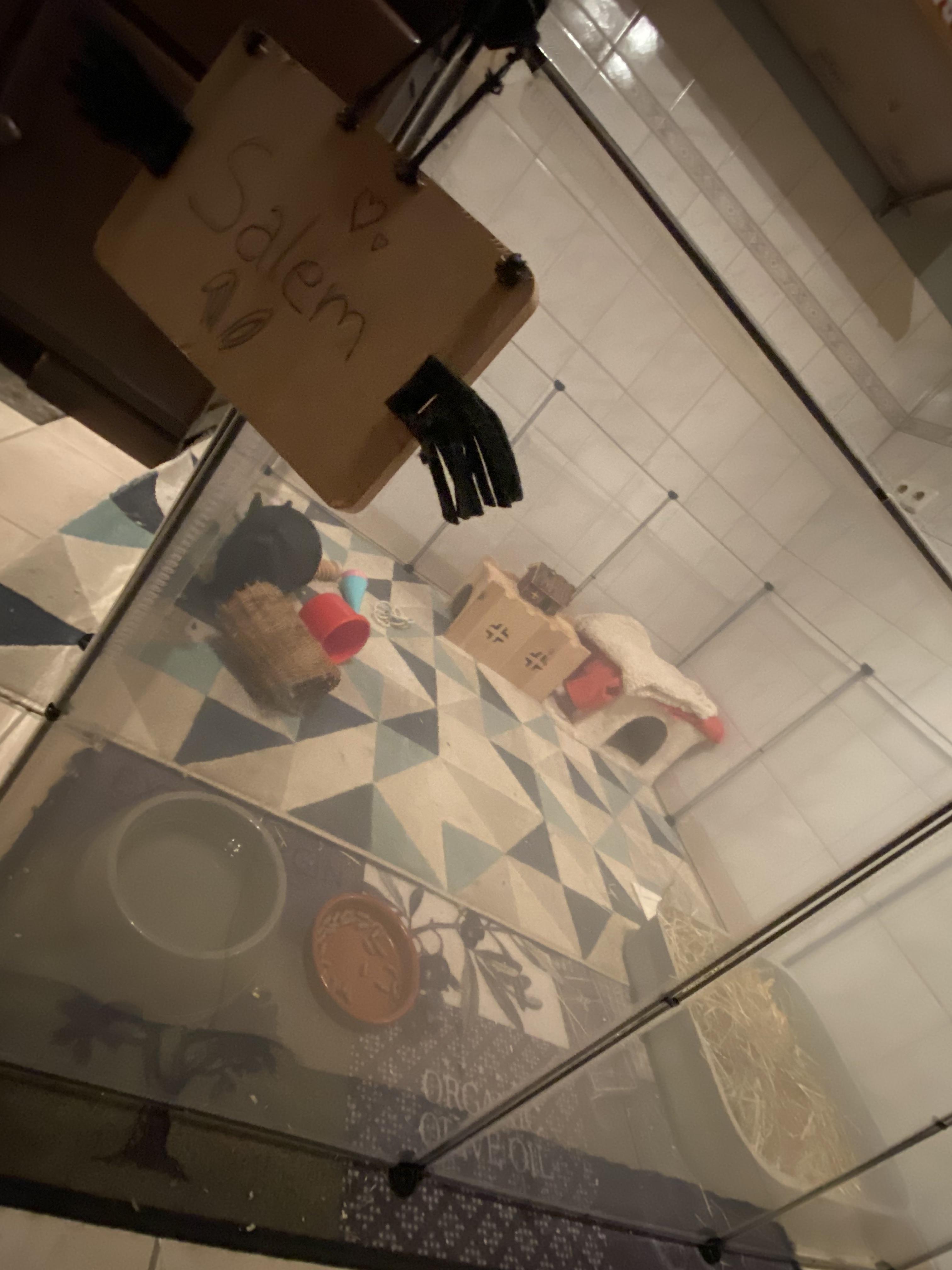 Salems new enclosure | Scrolller