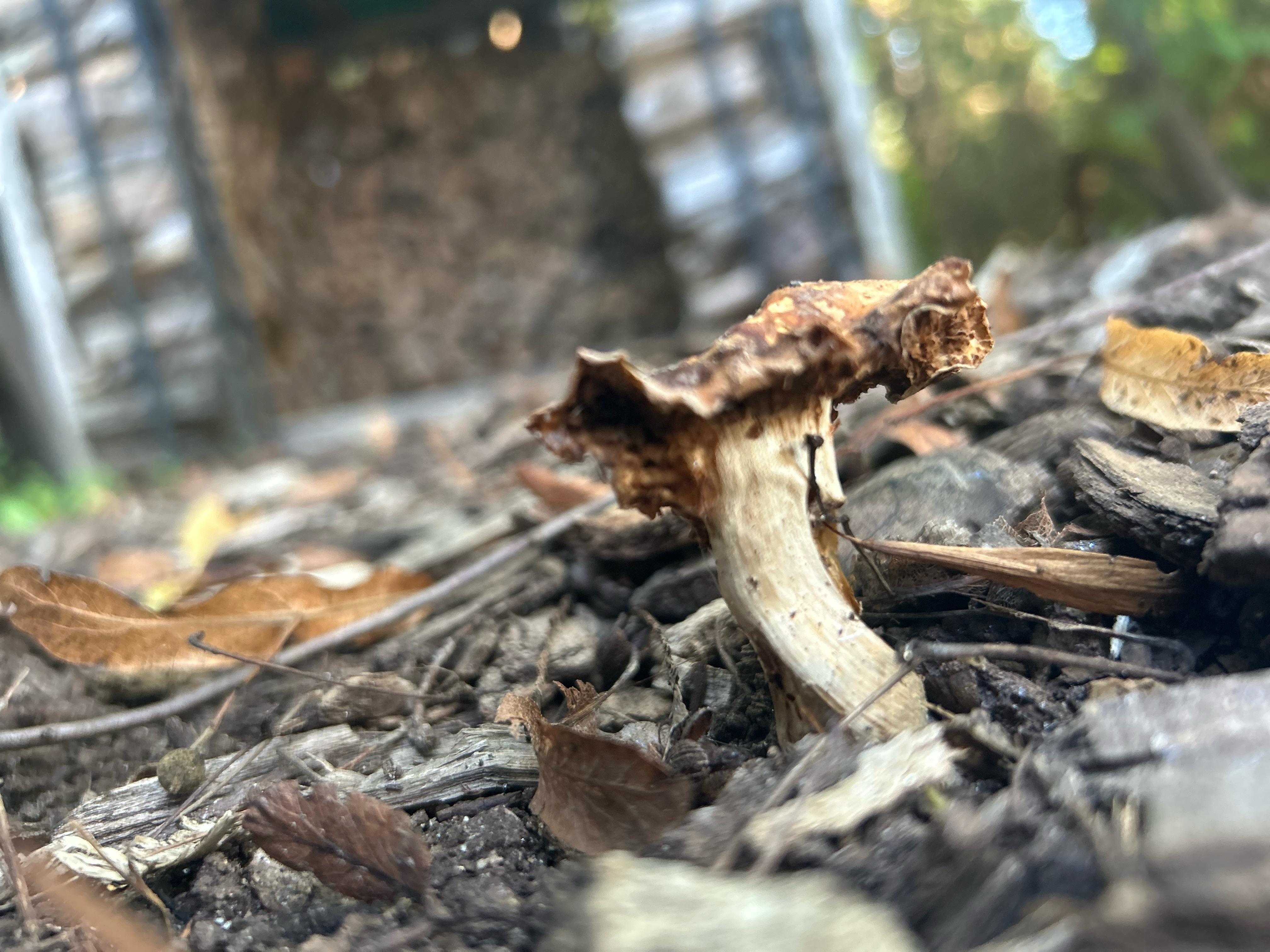 Any clue what these are? | Scrolller