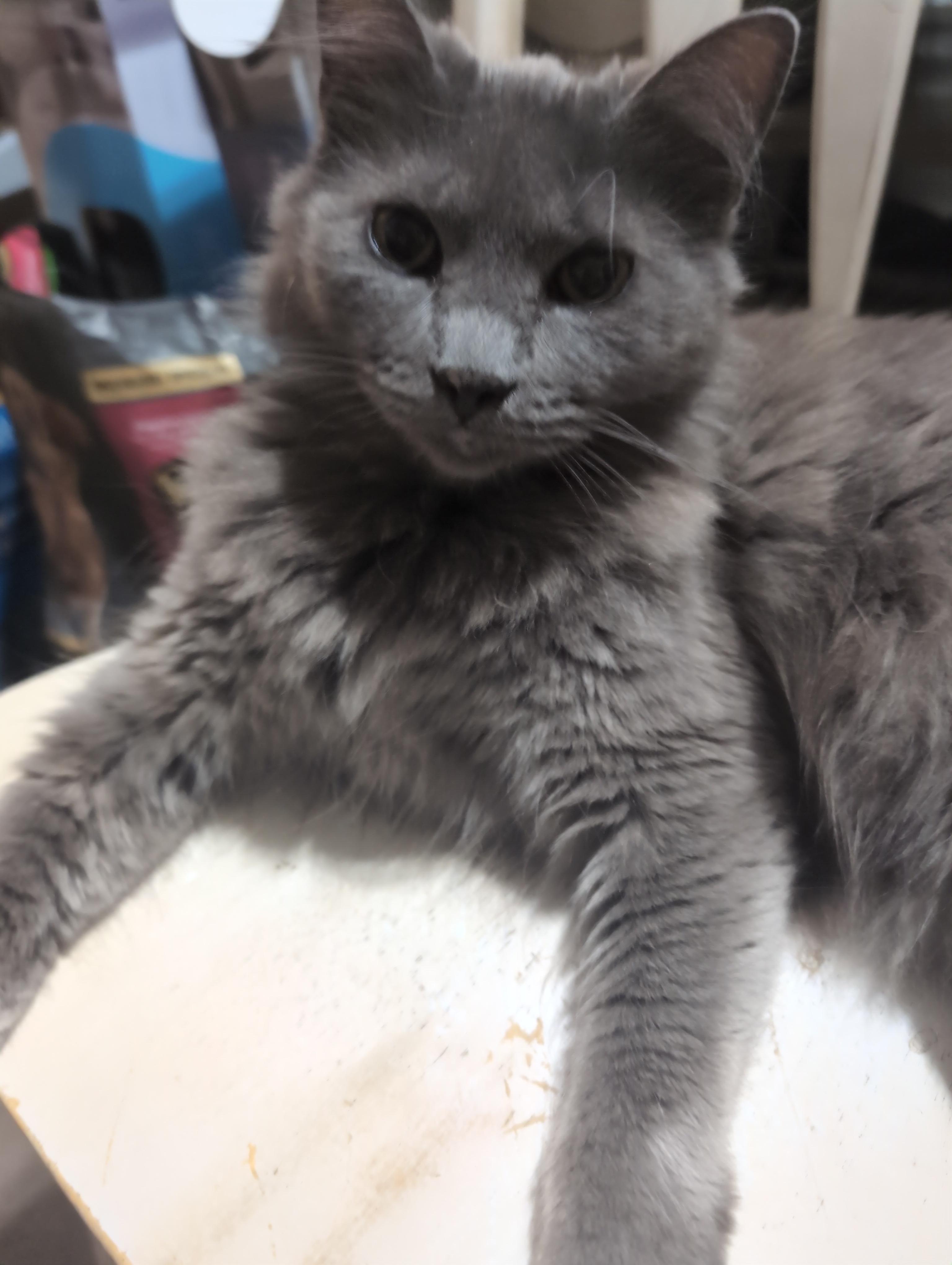 I'm pretty sure I figured out her breed! | Scrolller