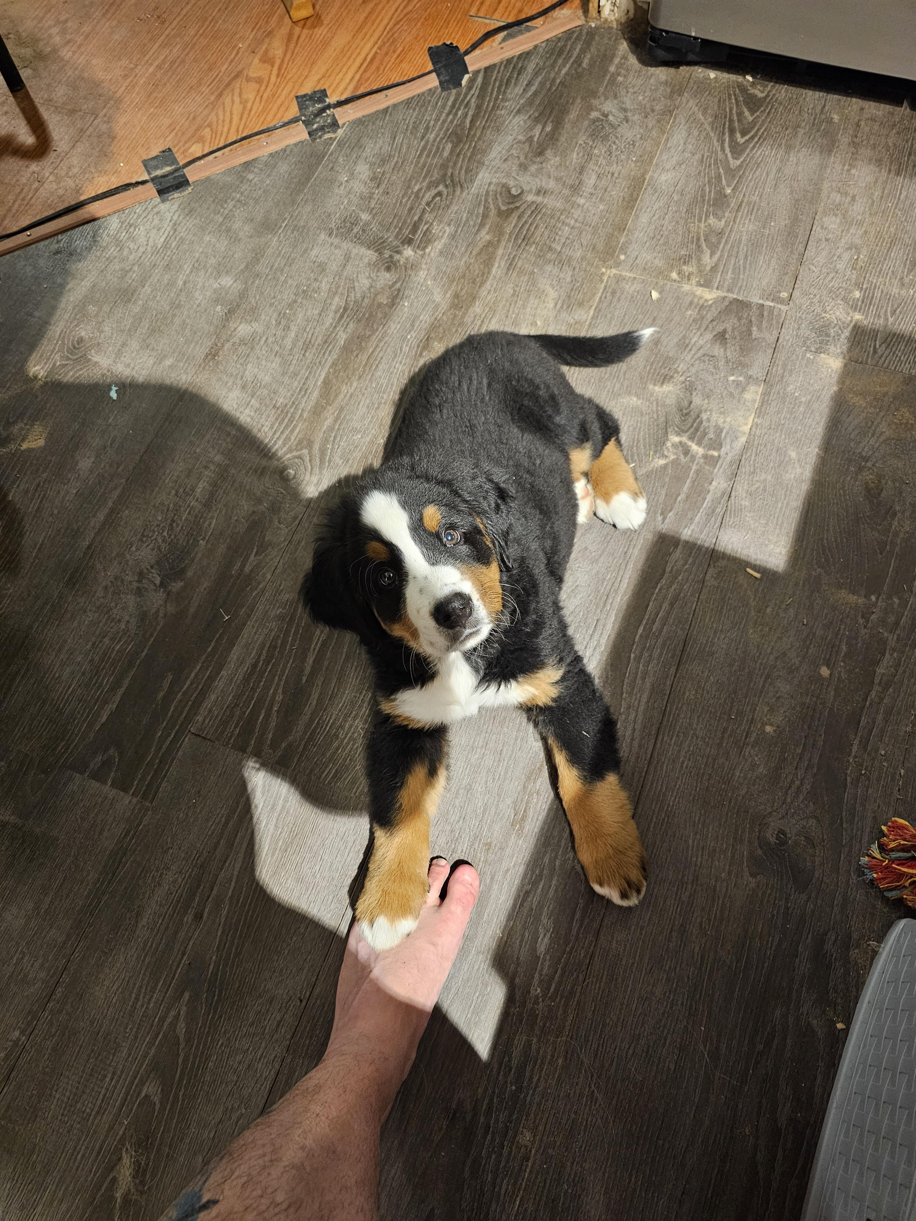 Satoshi has now joined the family! Kotallo finds her annoying so she's mainly hanging with the ...