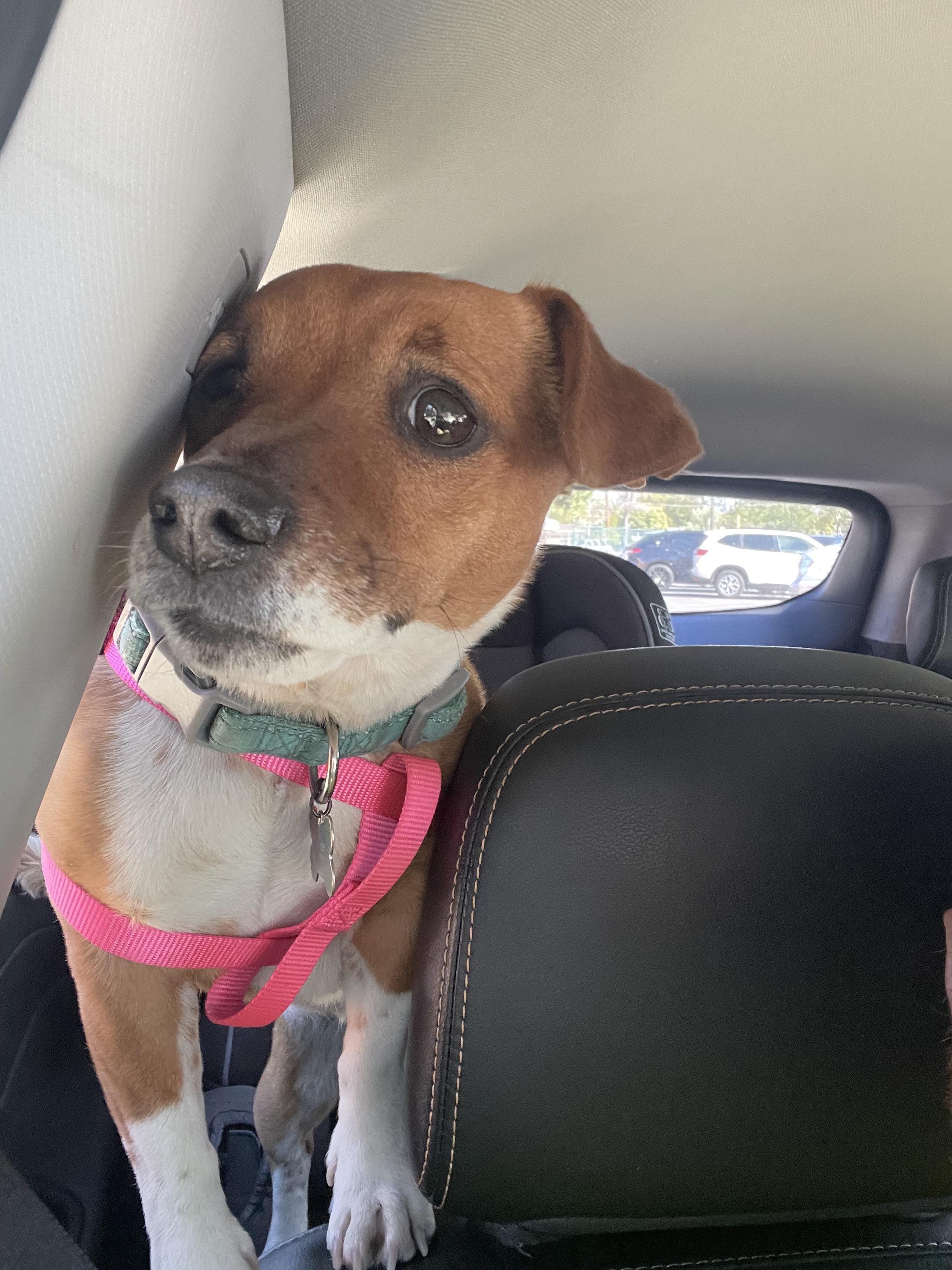 Daisy Bear | Scrolller