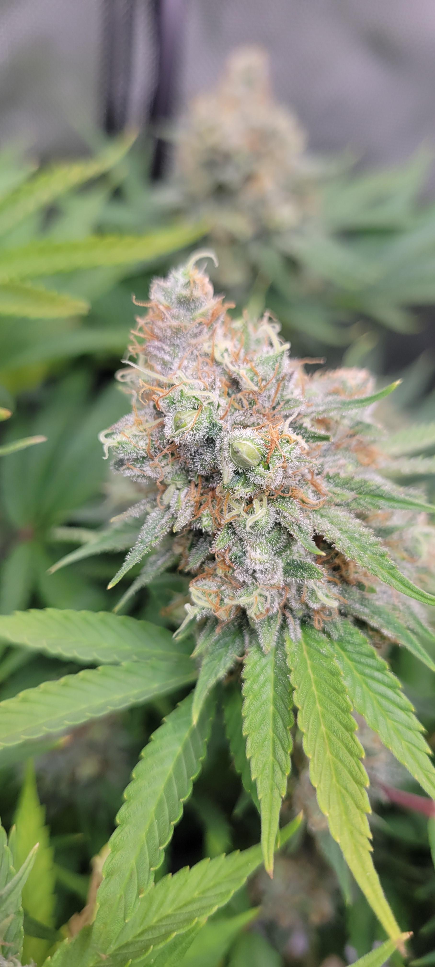 Photos started growing seeds with about 10 days left, what to do? | Scrolller