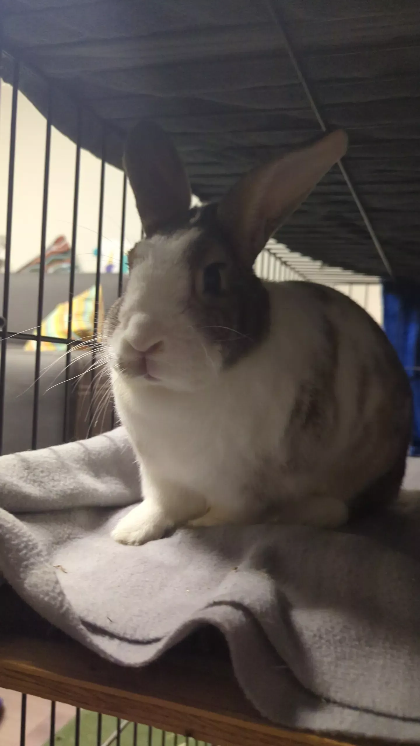 Breed... | Scrolller