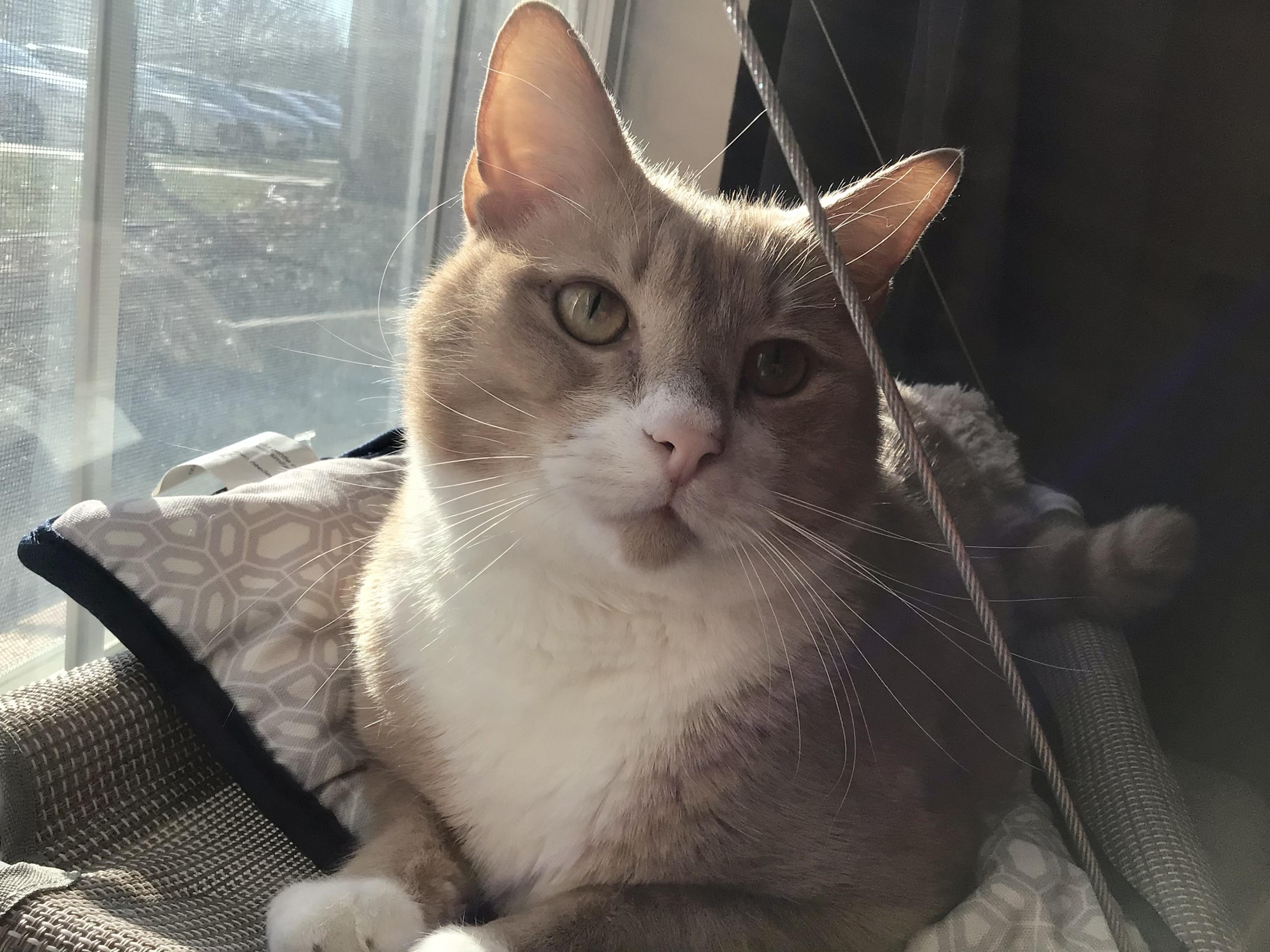 (OC) My Tabby | Scrolller