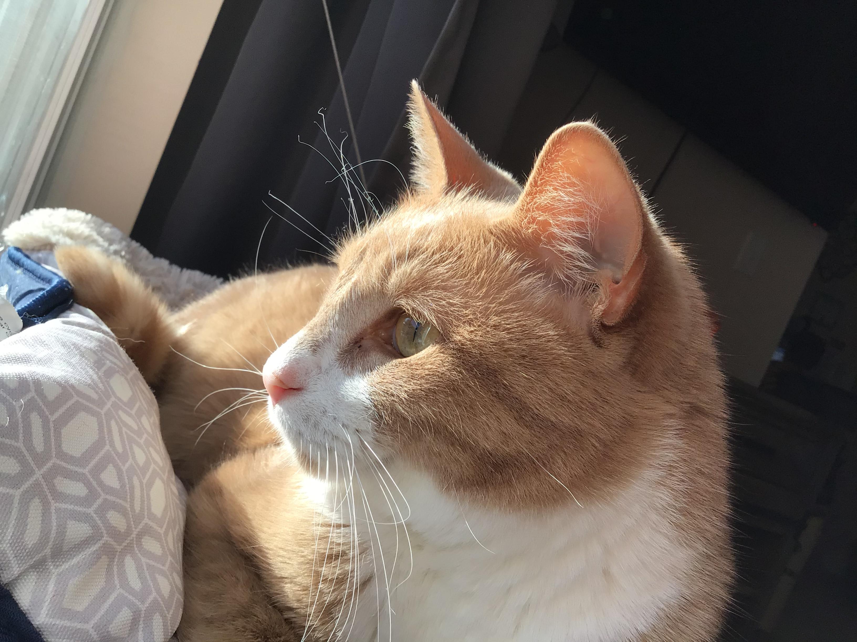 (OC) My Tabby | Scrolller