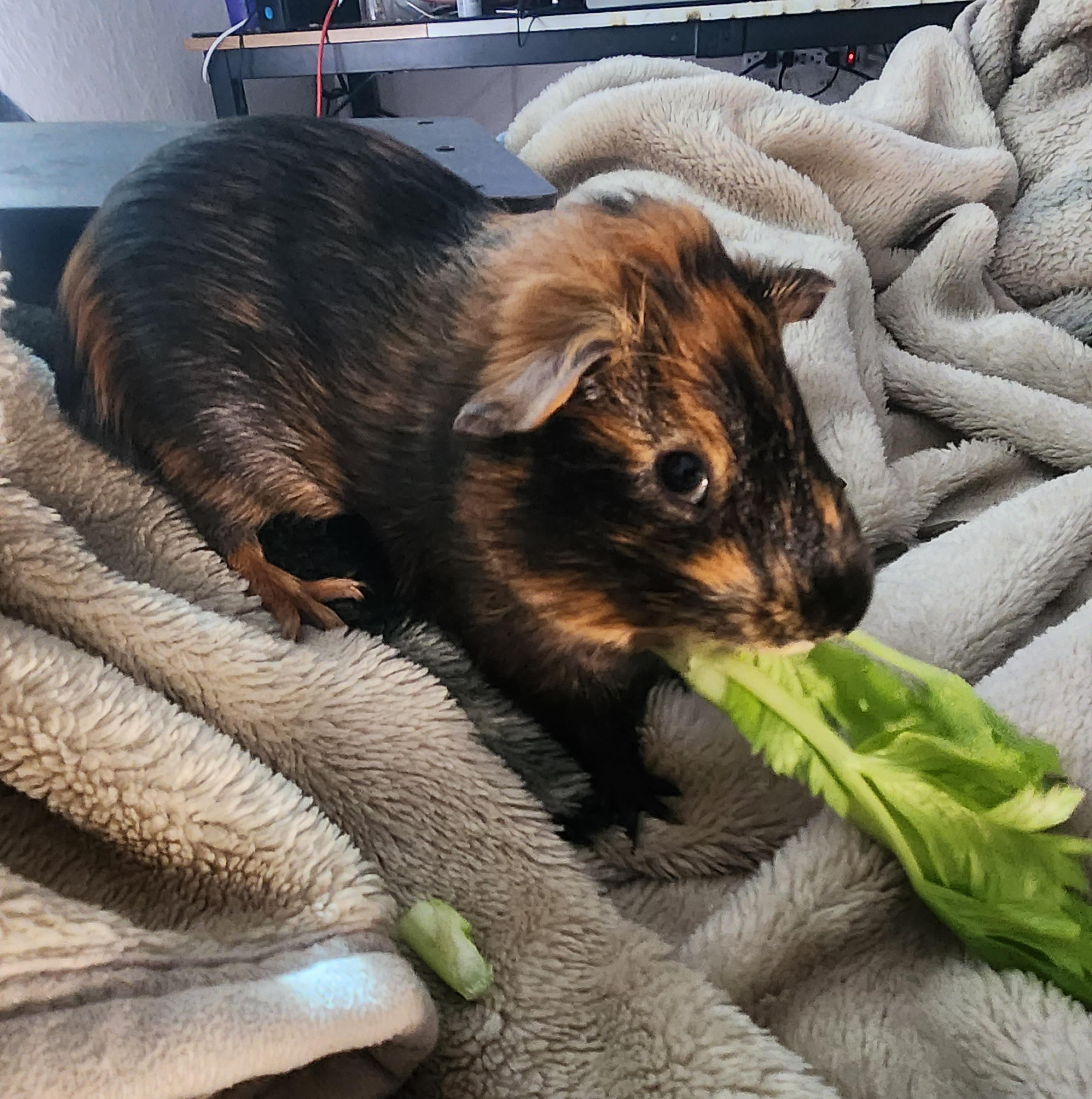 Slanted pig eating celery | Scrolller