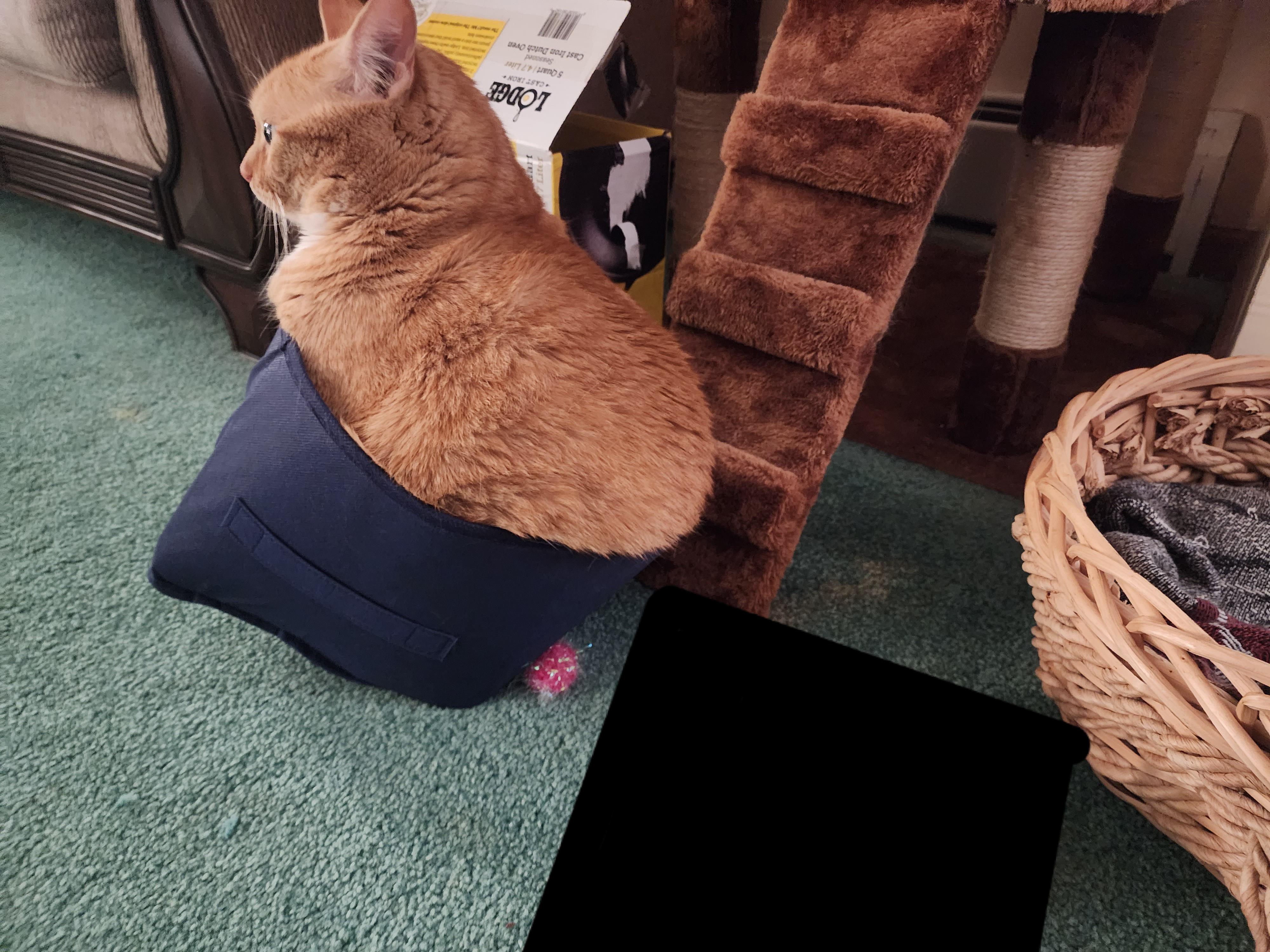 Time for his yearly firmware update. | Scrolller