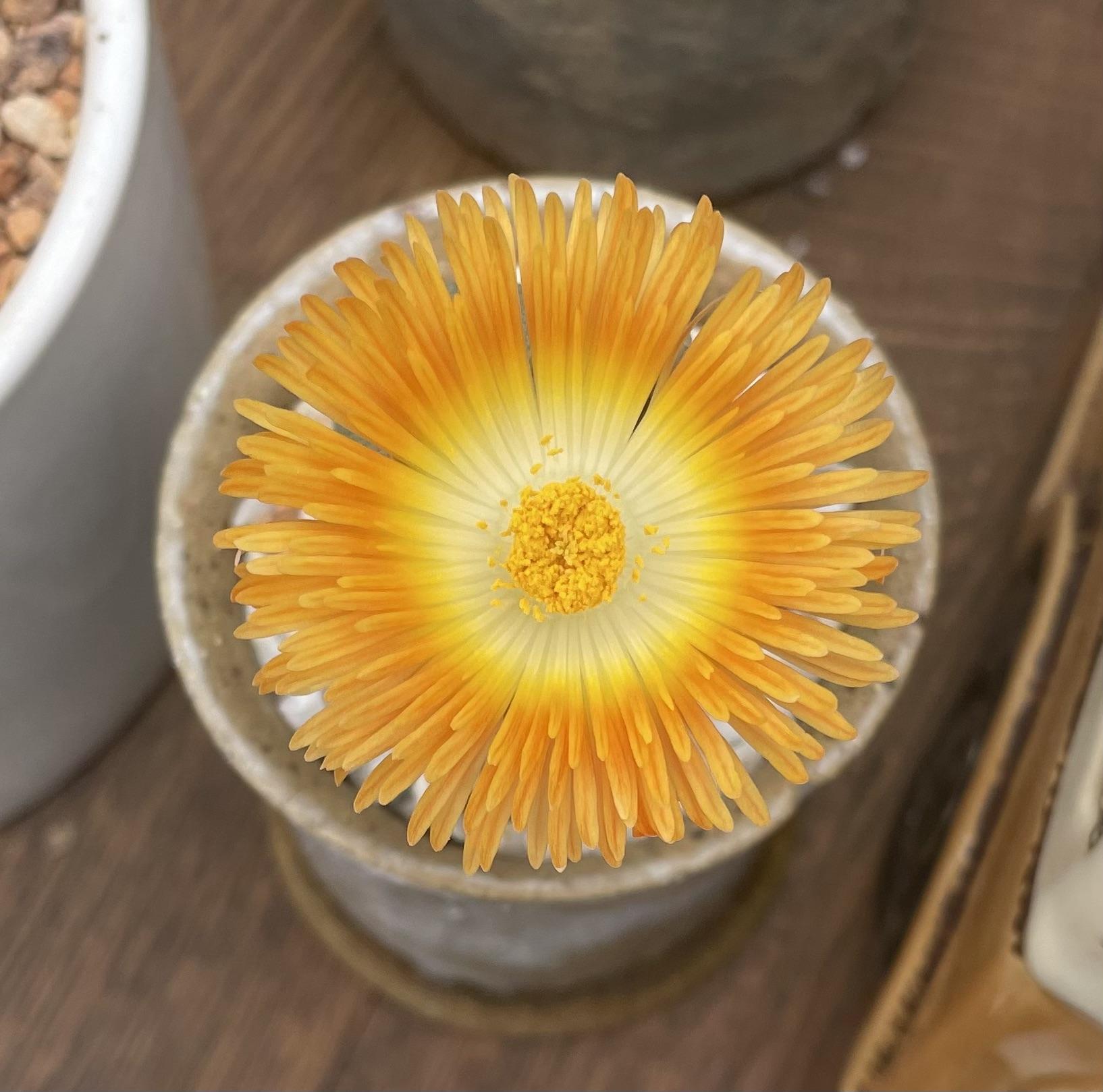 Split Rock (aka butt succulent) Blooms!! | Scrolller