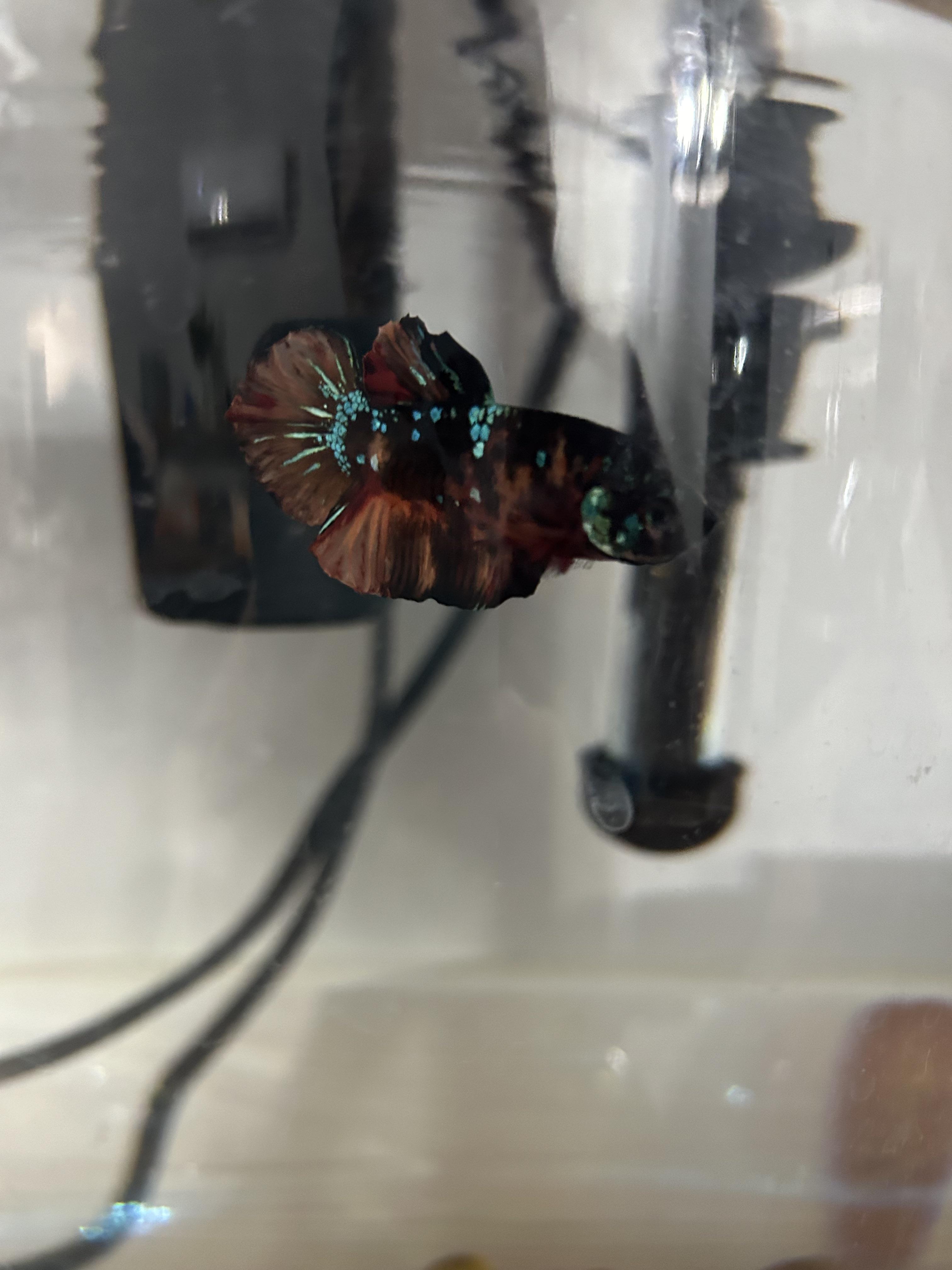 My Betta’s Transformation | Scrolller