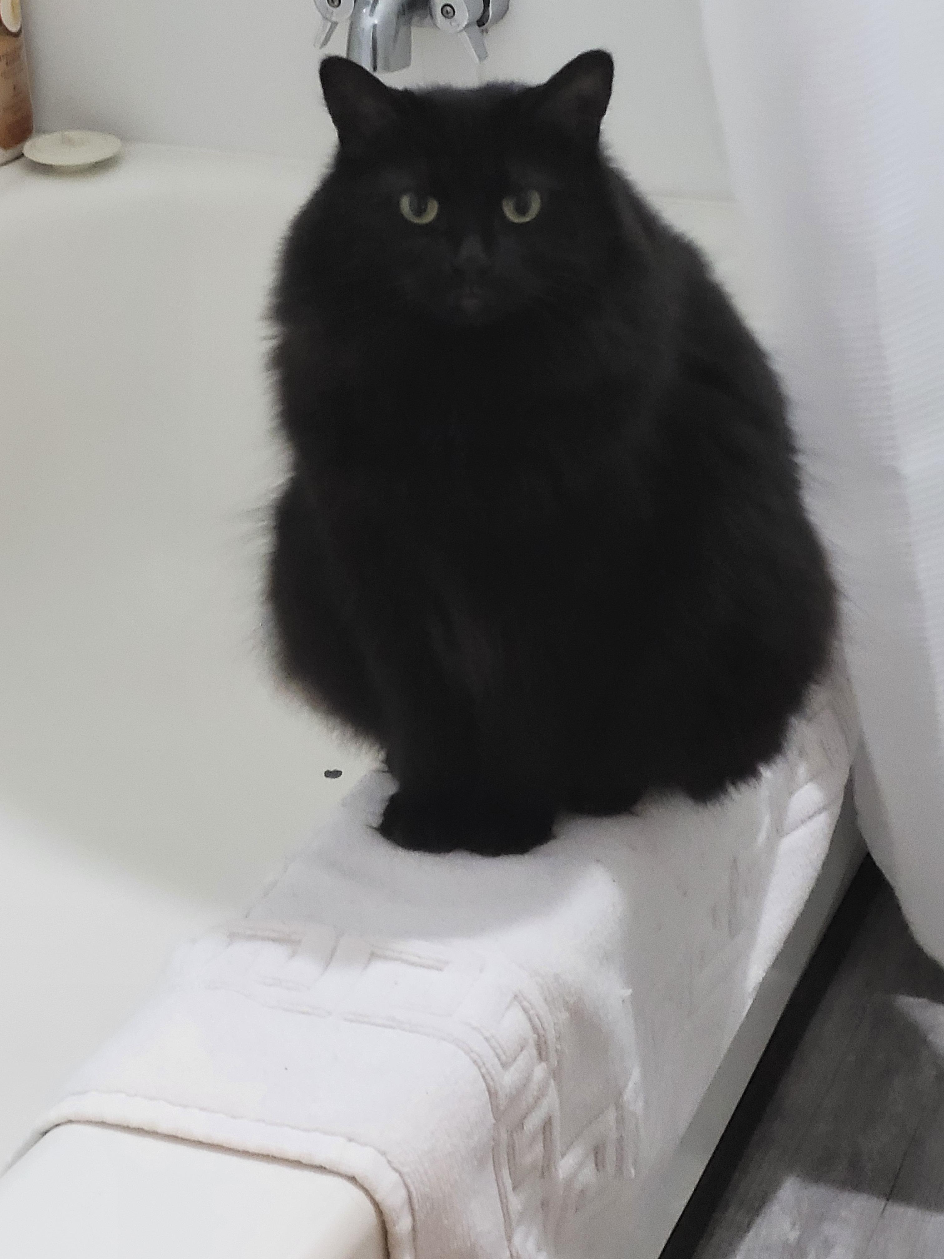 Show me the void cats! | Scrolller