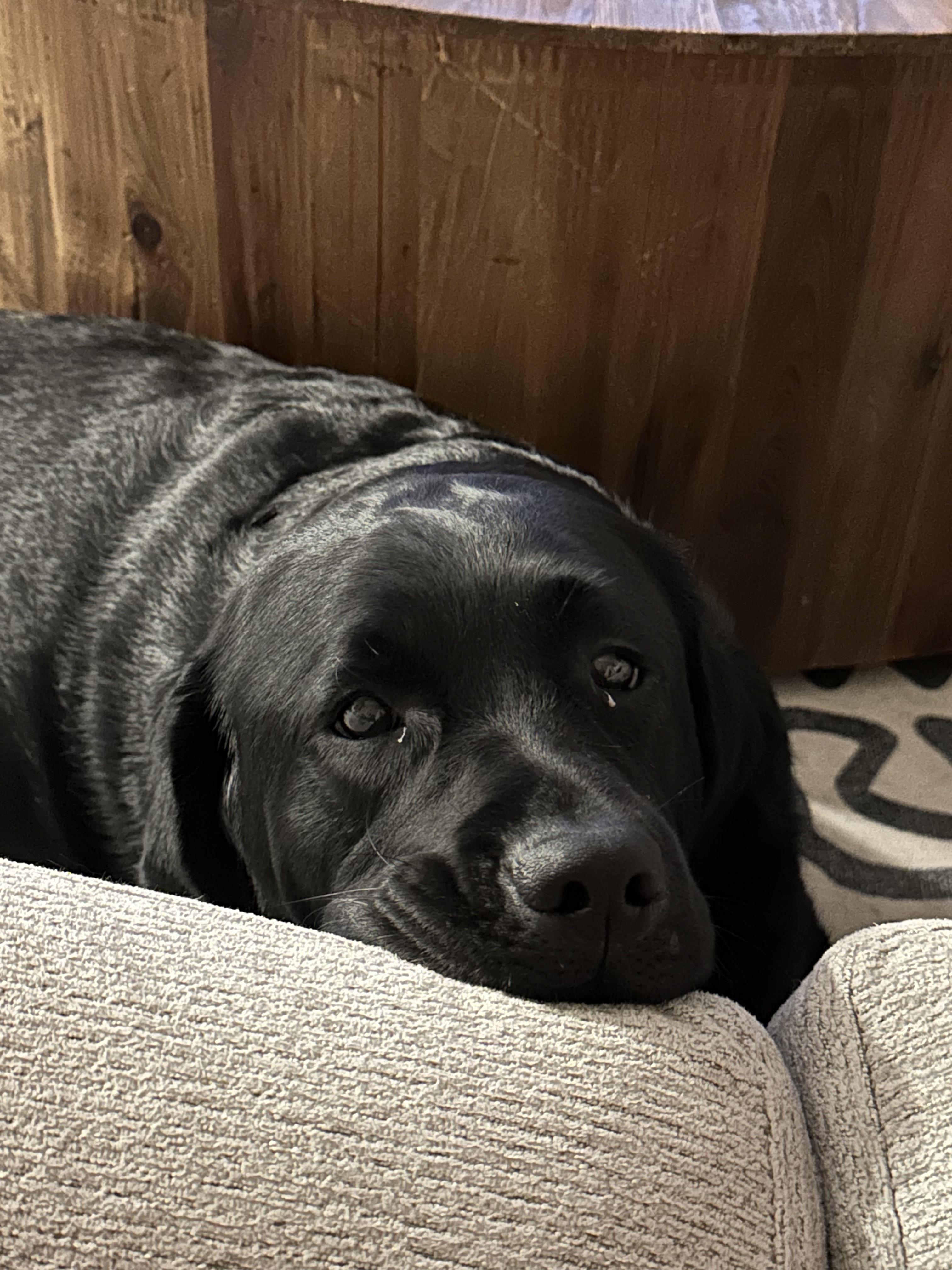 Crime / main suspect | Scrolller