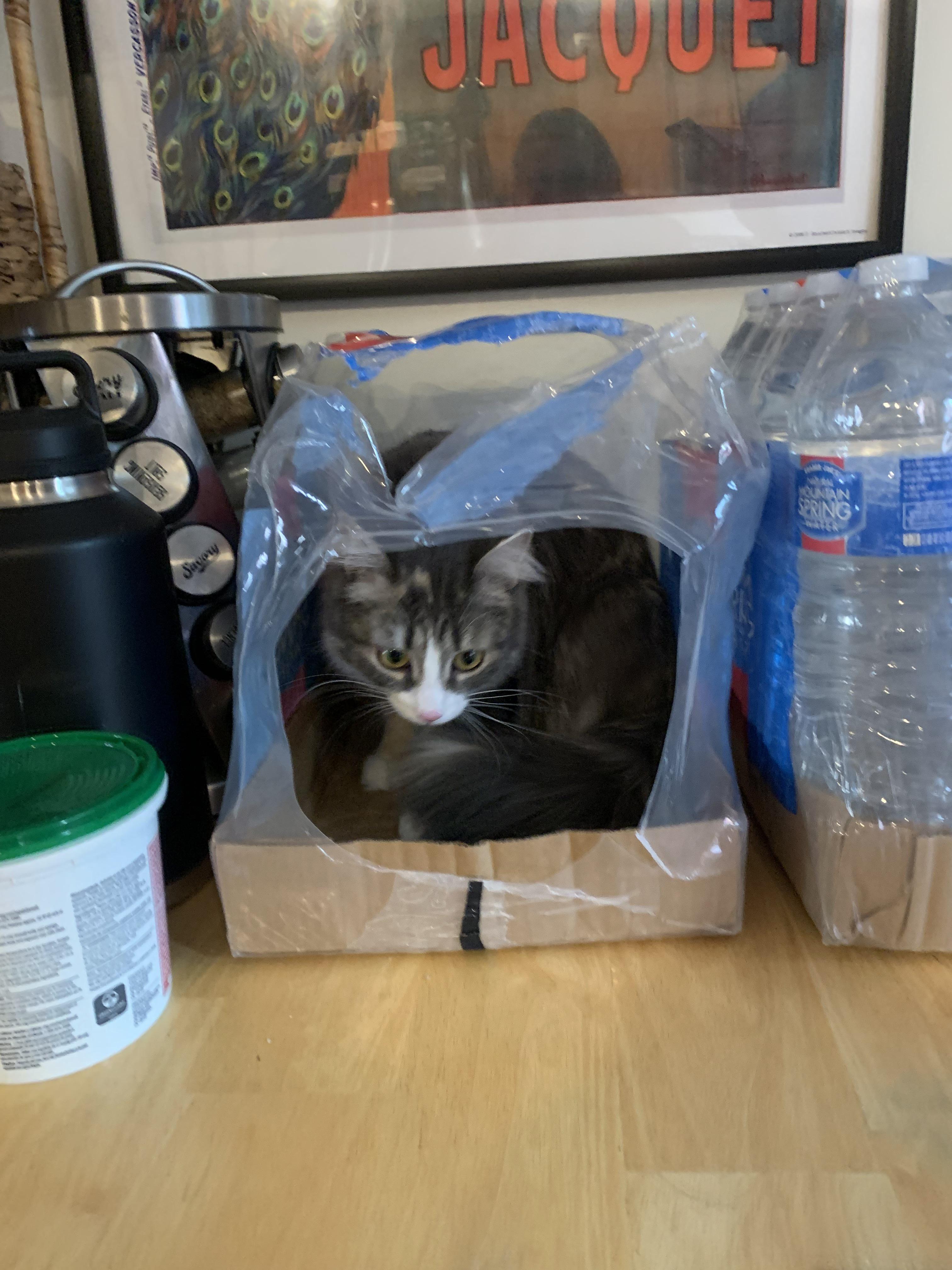 Kaia thinks she’s invisible | Scrolller