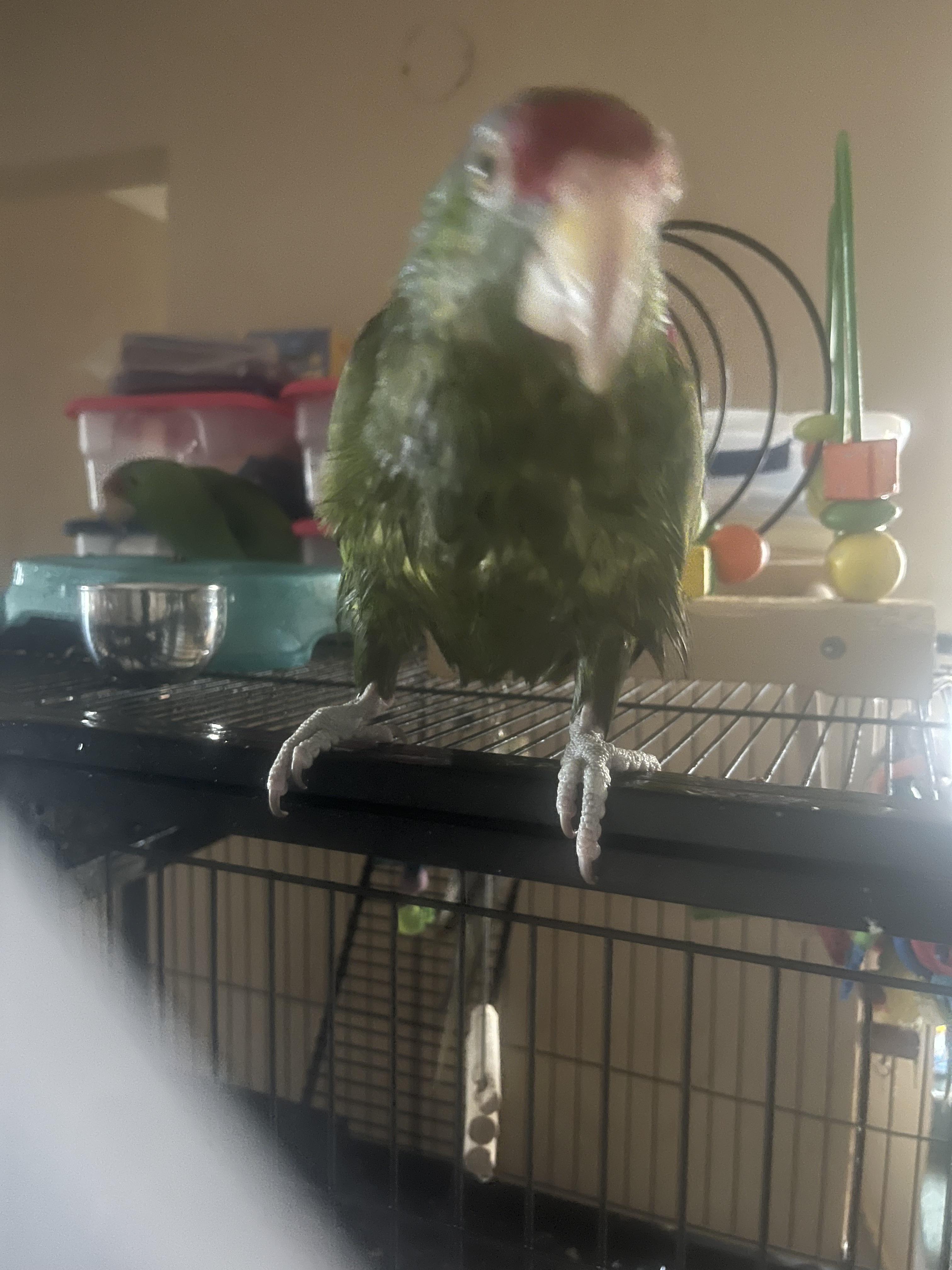 I went to a appointment and came back to this, ig it’s wet bird ...