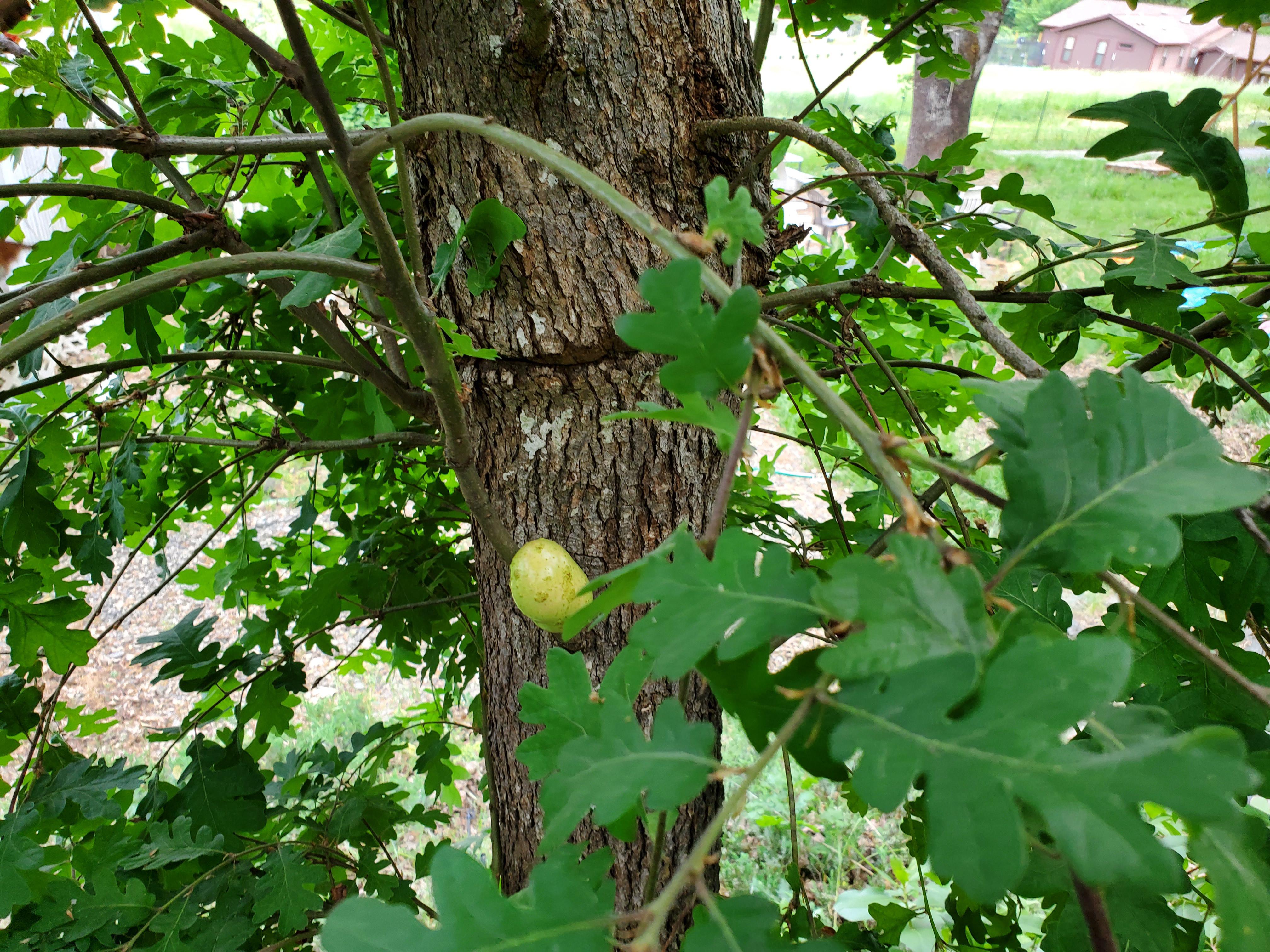 What is this? Fruit? Fungus? | Scrolller