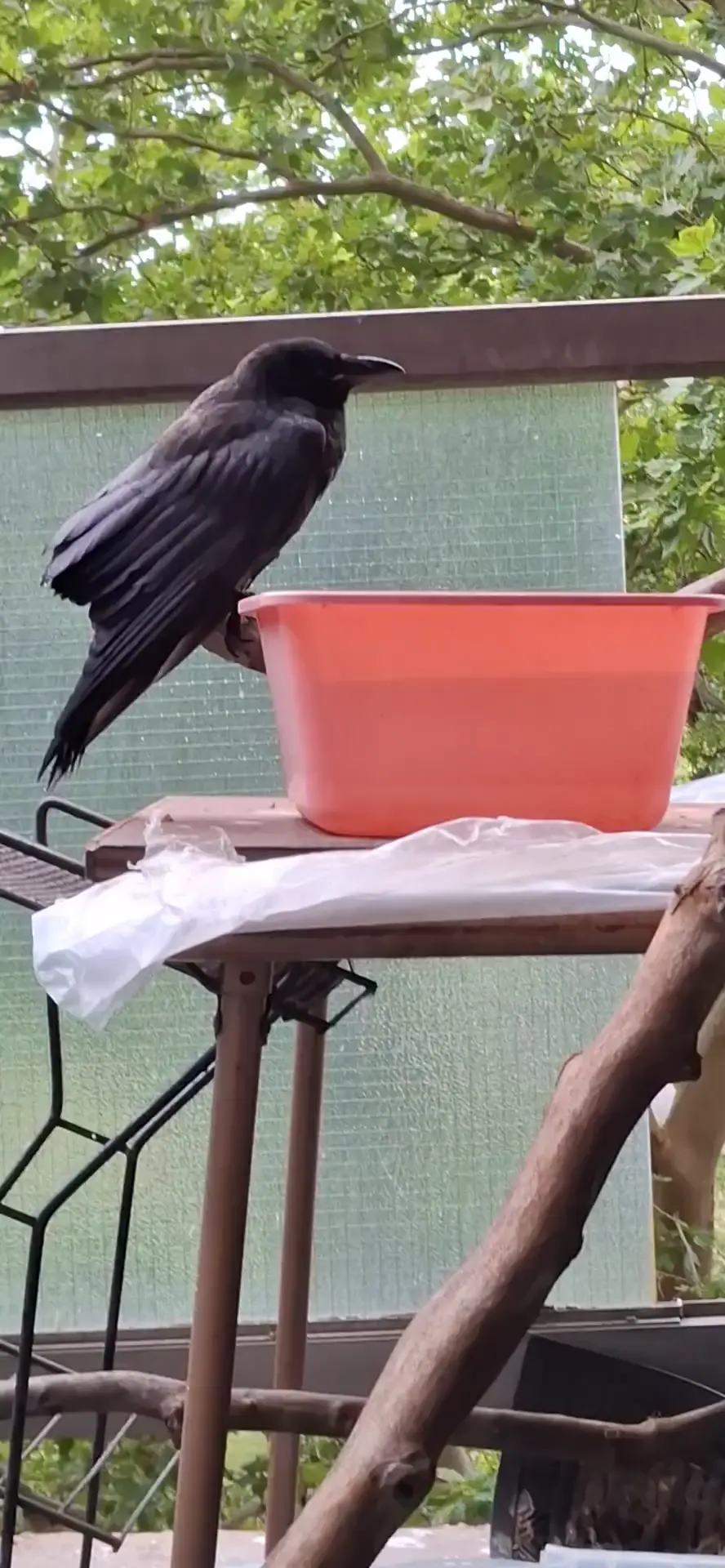 Lackadaisical crow p2 | Scrolller