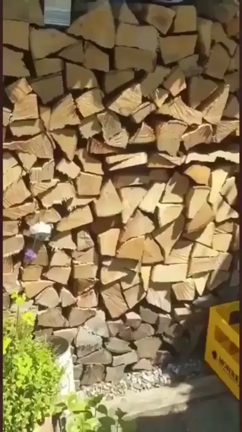 Lagers hidden in the stack of firewood. | Scrolller