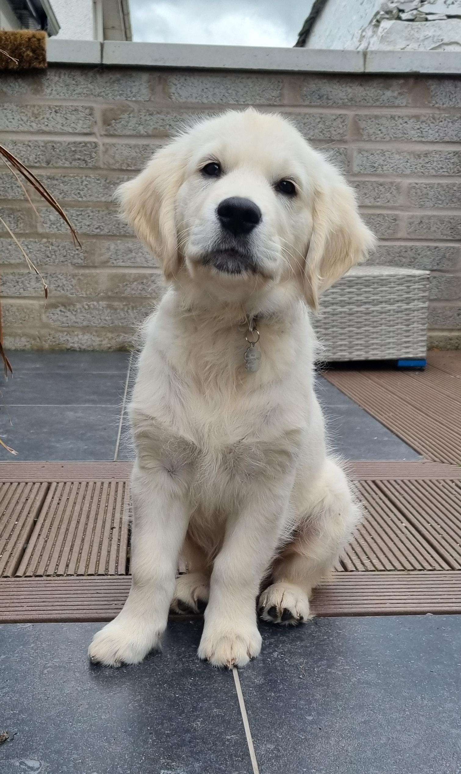 Landshark phase | Scrolller