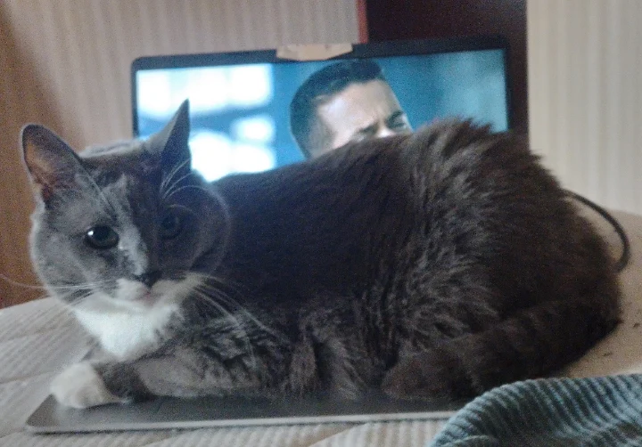 Laptop chilling | Scrolller