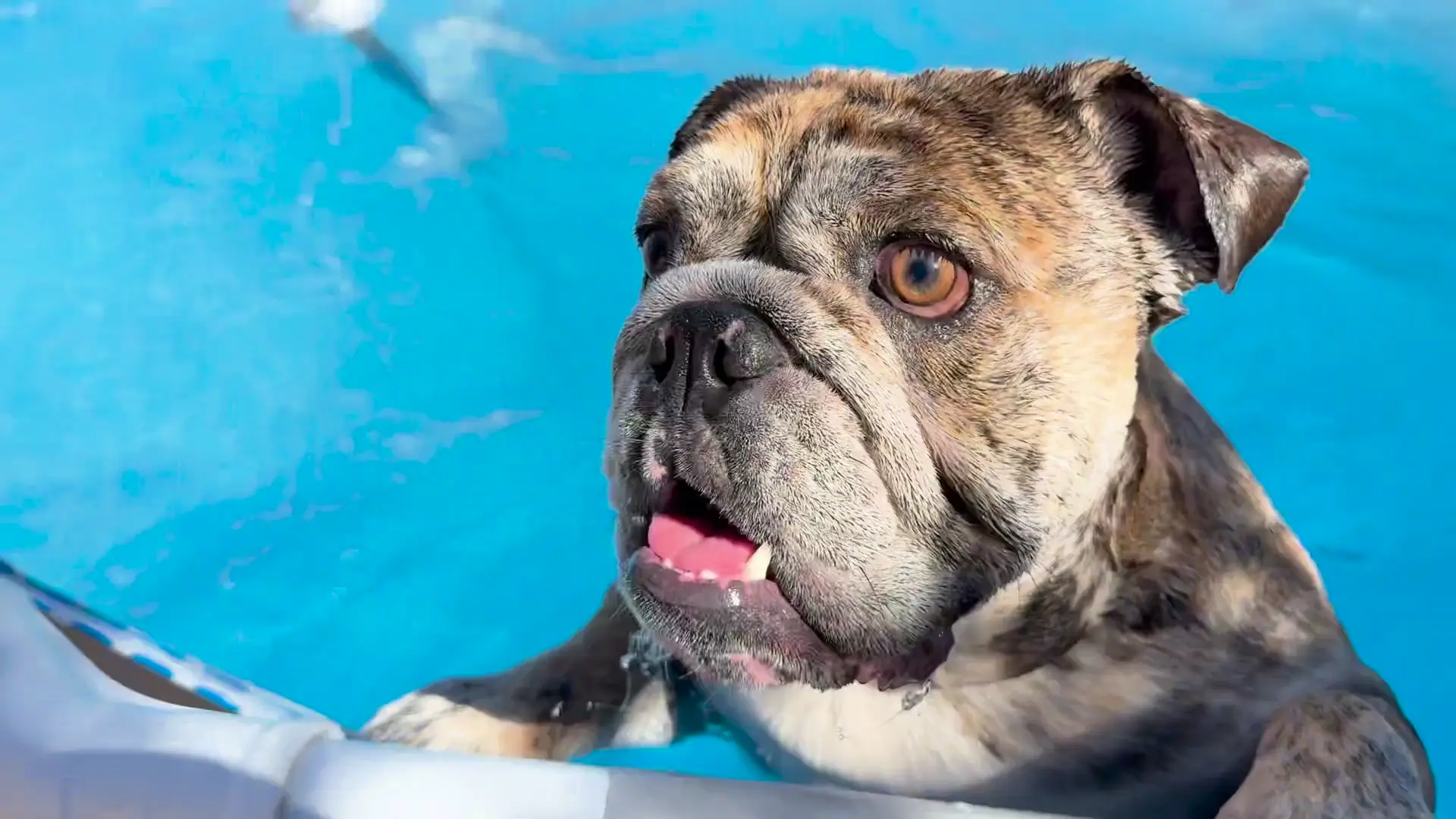 Last Swim of the Summer! | Scrolller