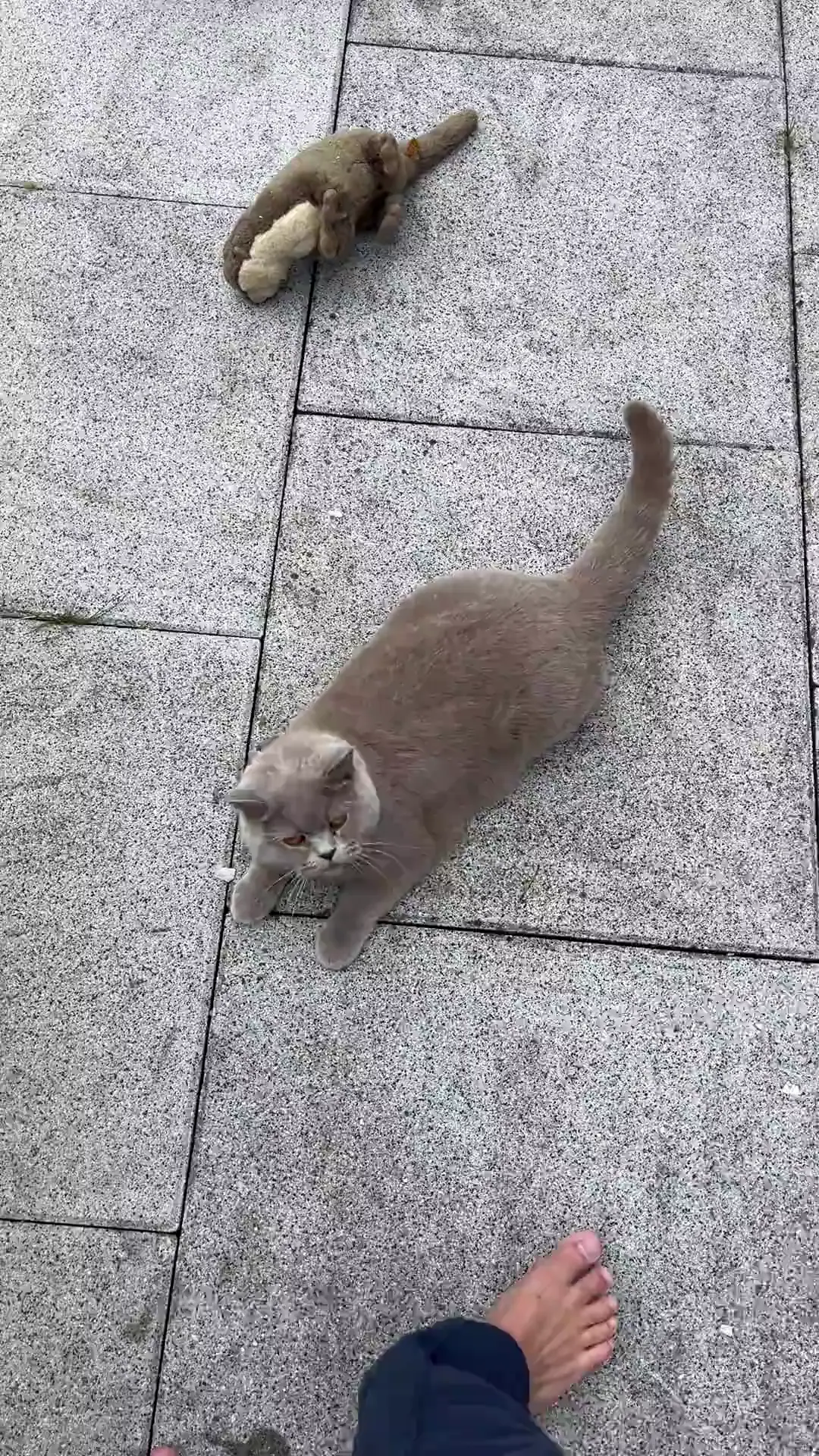 Last weekend - Glastonbury on TV - He hit the catnip hard | Scrolller