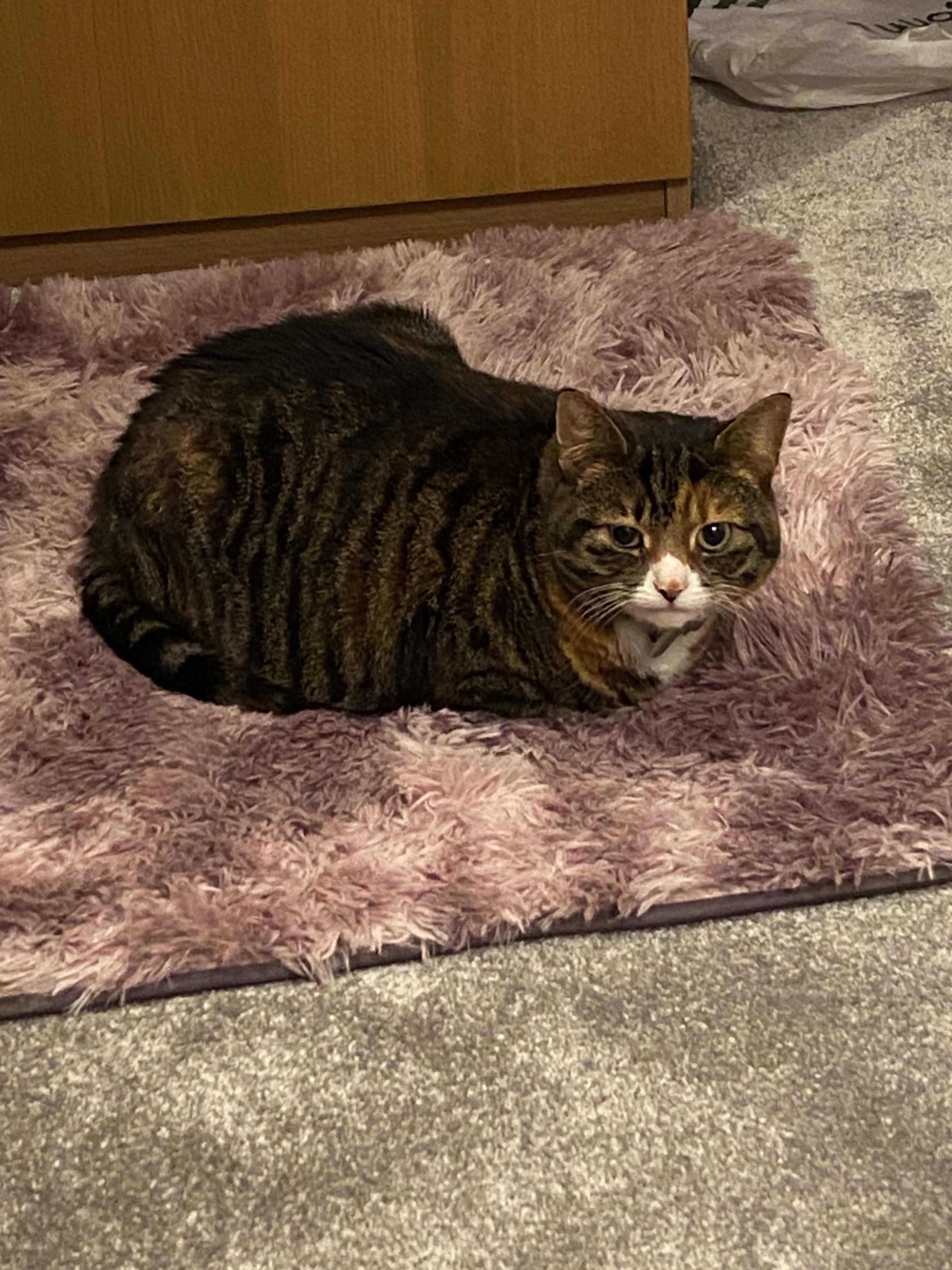 Lazy loaf | Scrolller