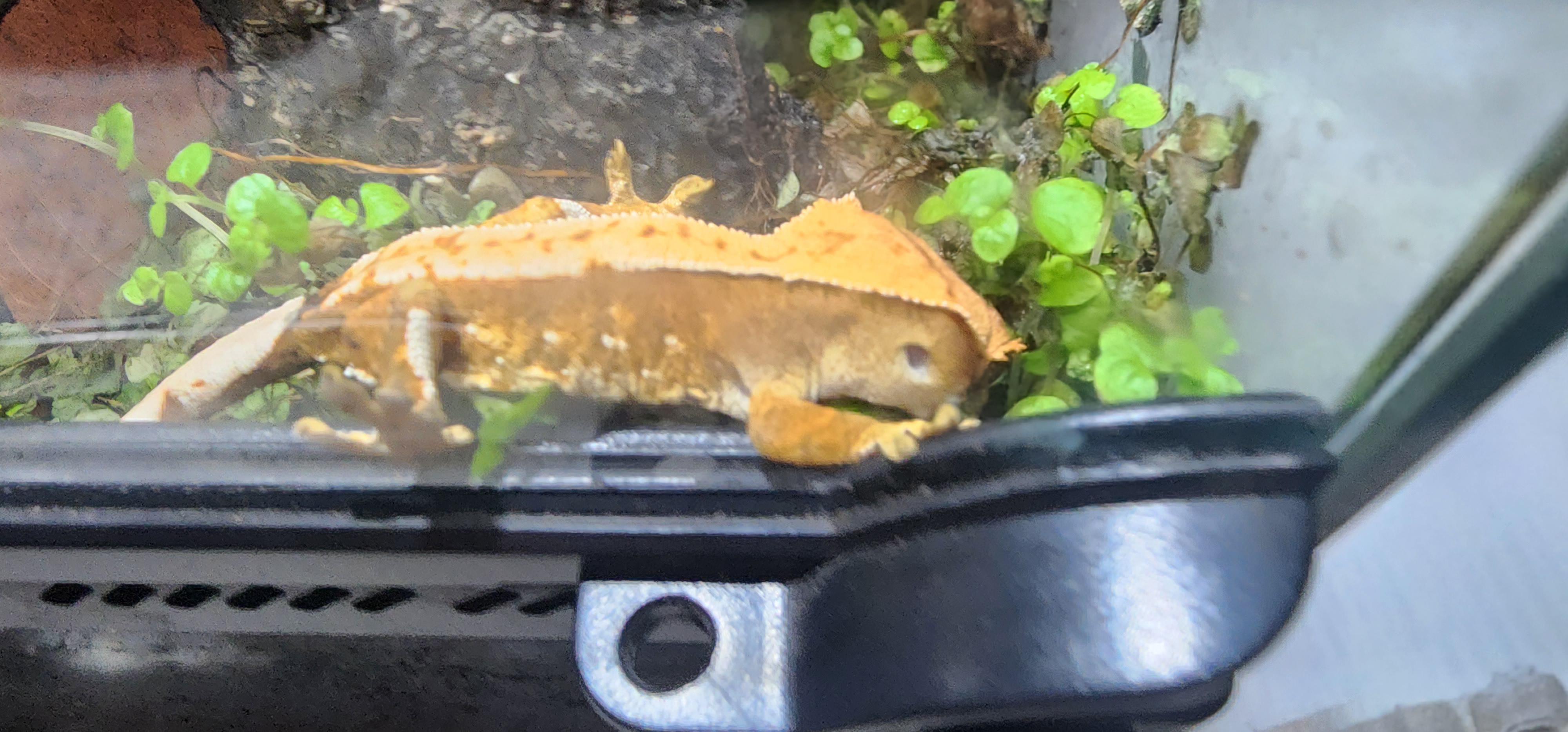 Crestie morph? | Scrolller