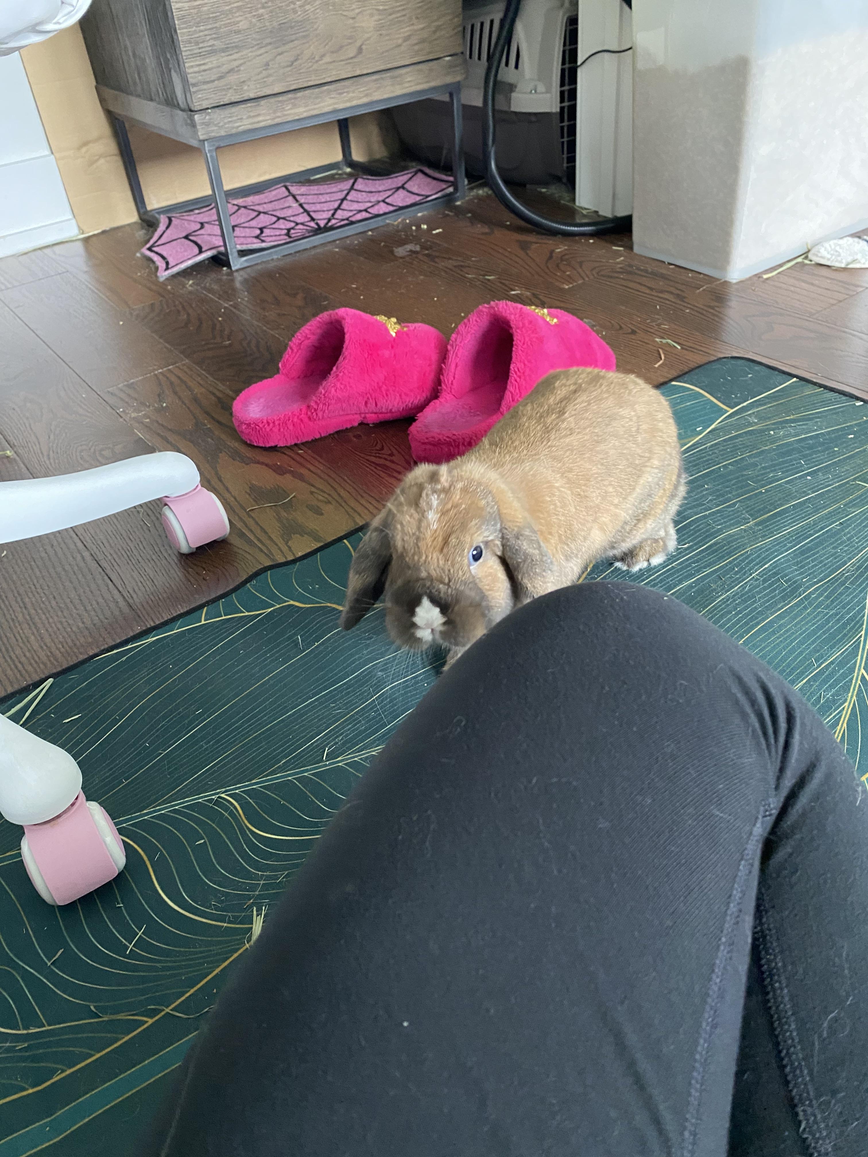 Stages of Zen asking for forgiveness | Scrolller