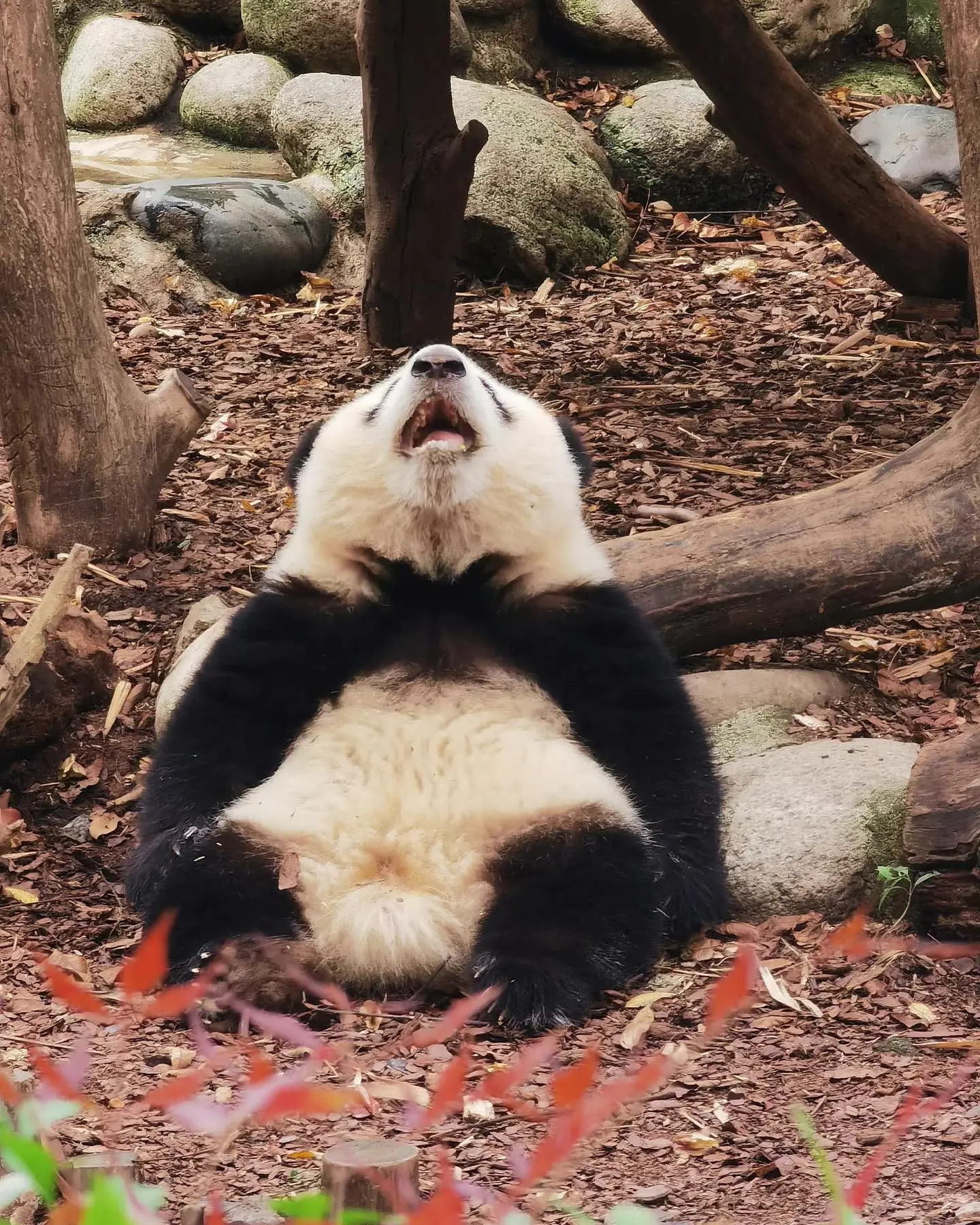 Discover more like Pandas: Legendary panda He Hua and Related Content ...
