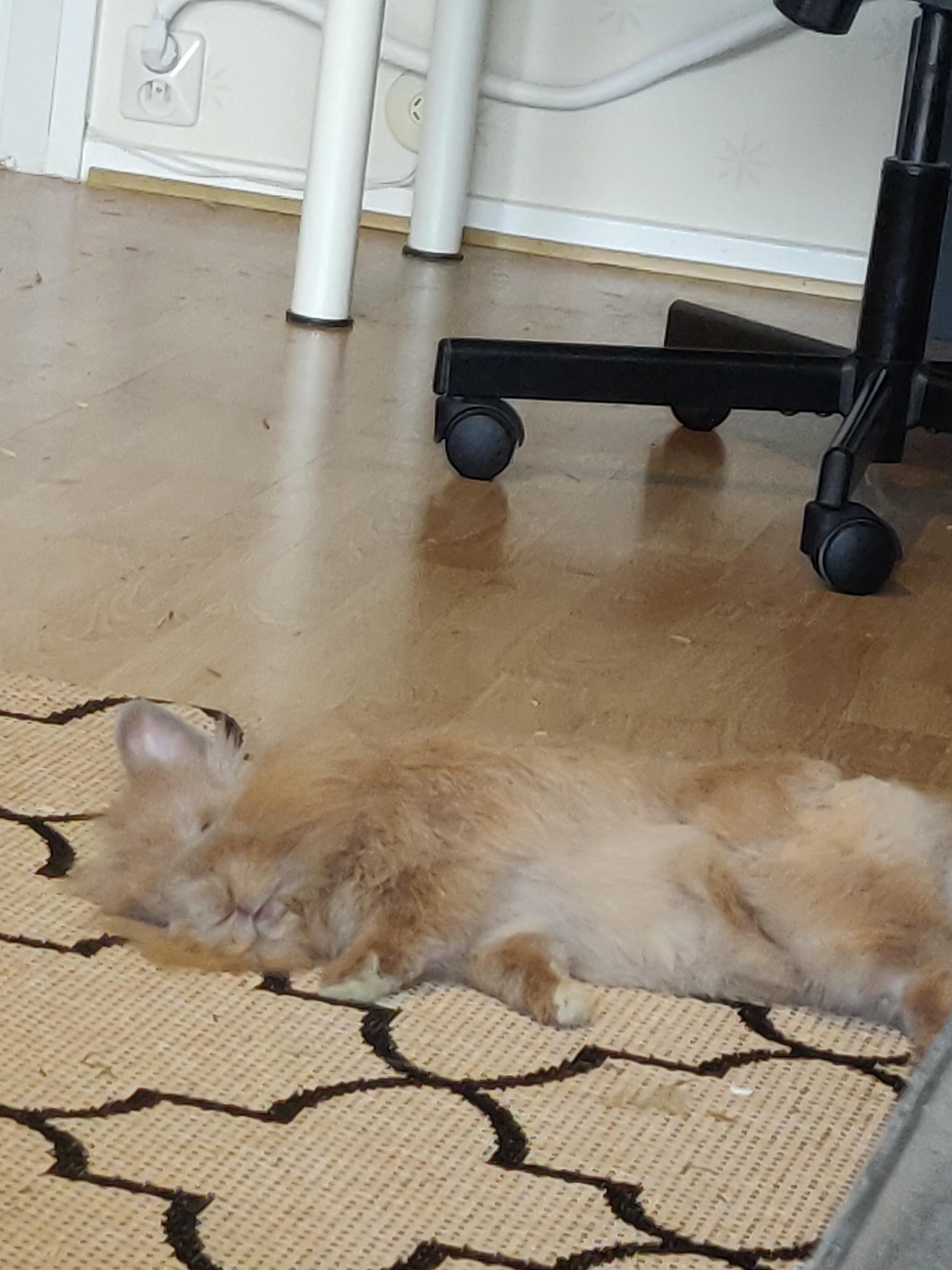 Leo is a heavy sleeper | Scrolller