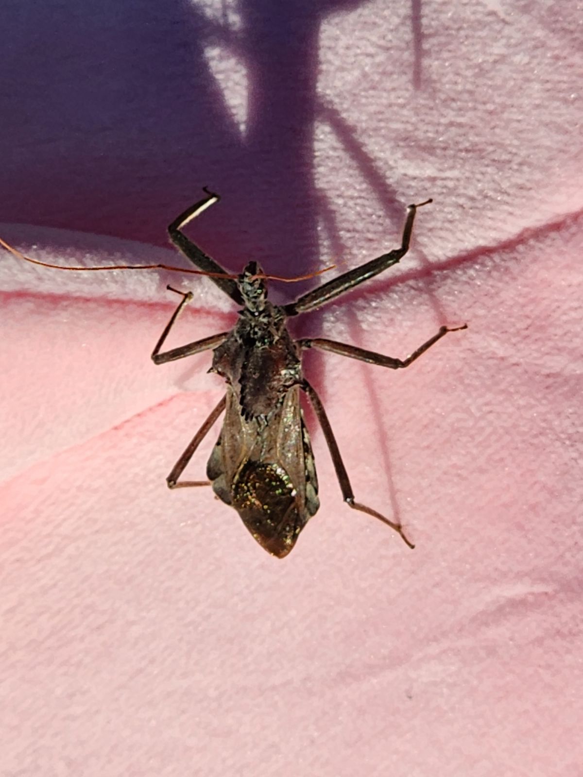 Wheel Bug | Scrolller
