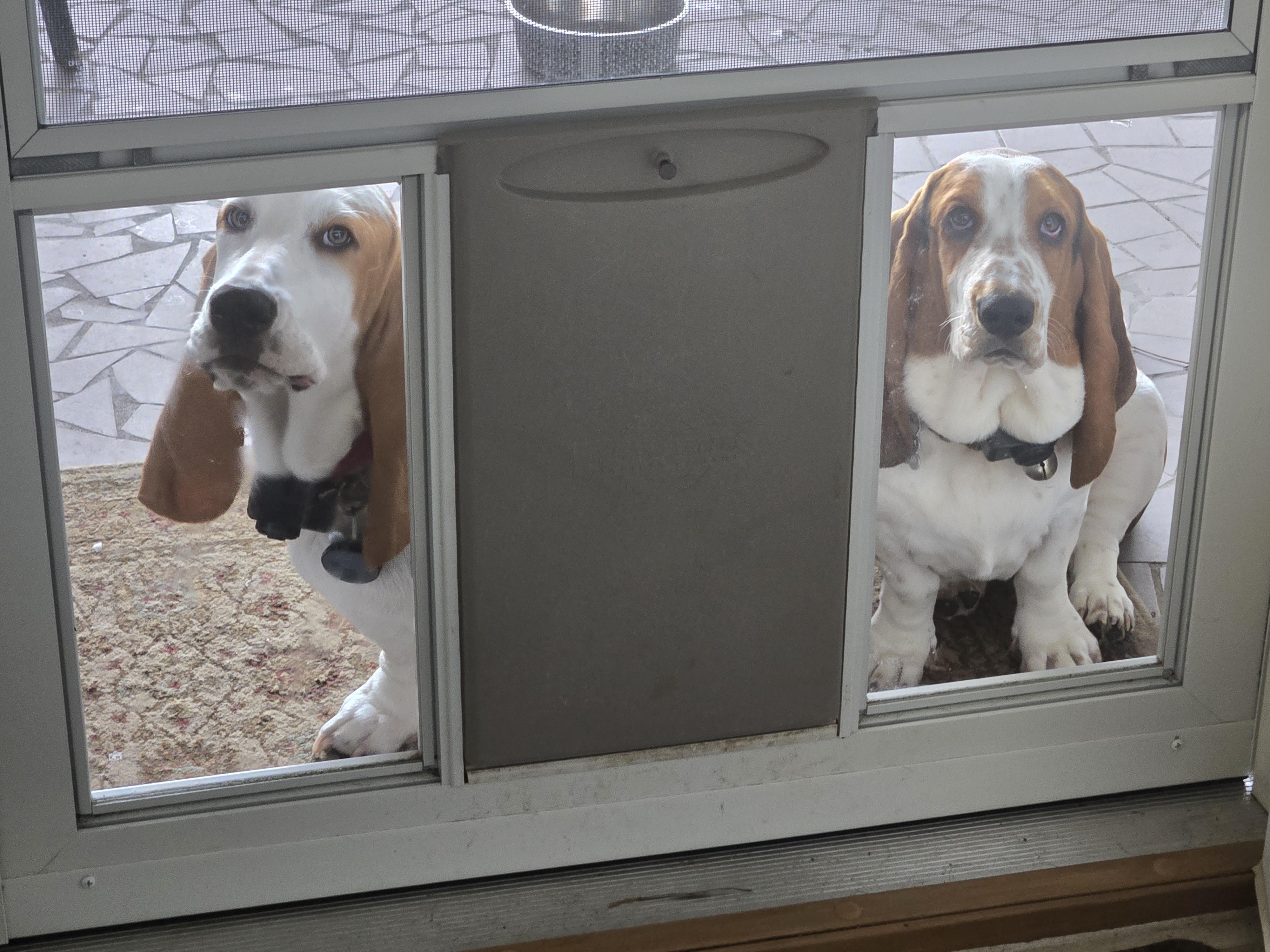 Let us in Dad | Scrolller