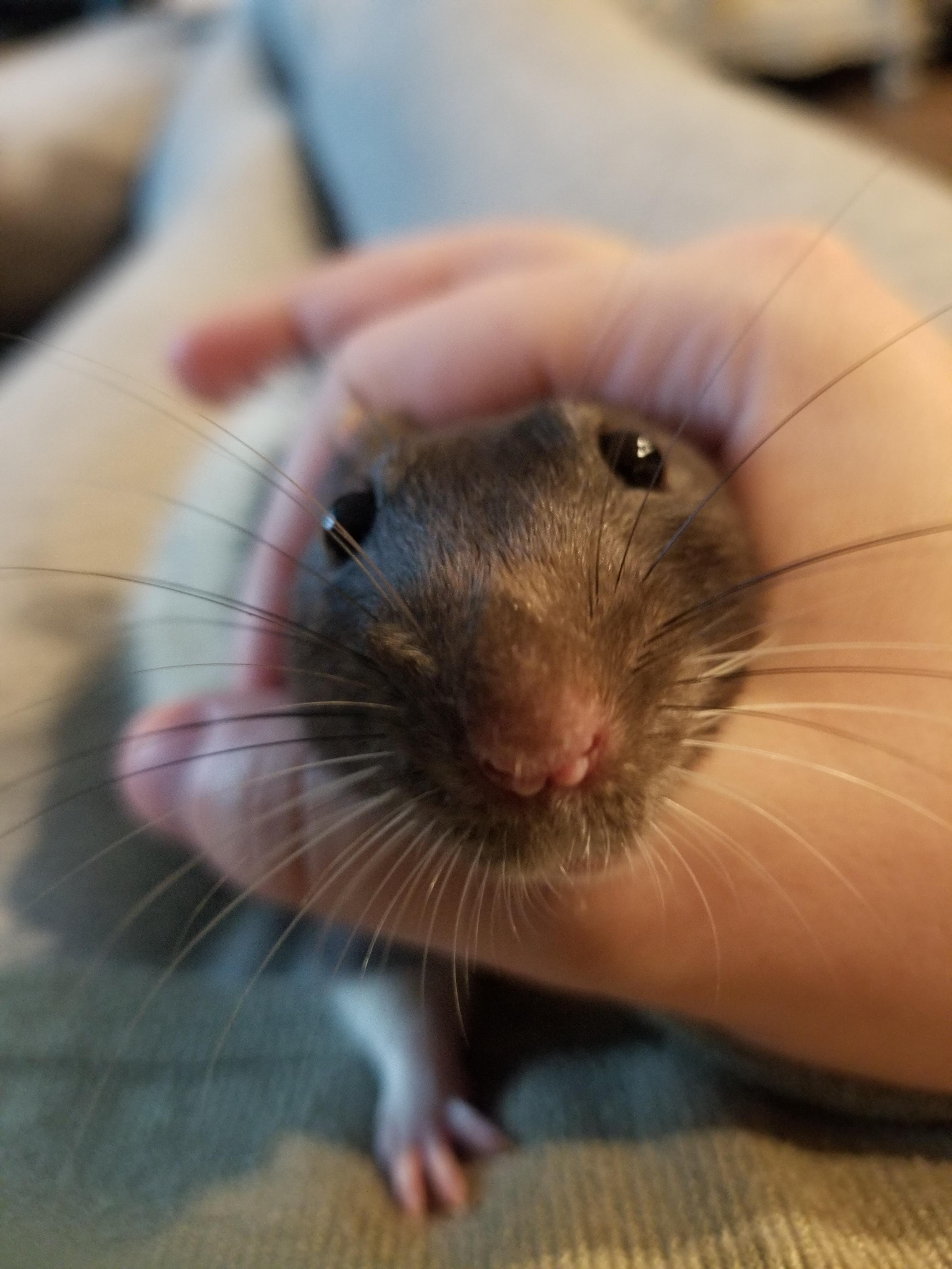 My rat keeps biting! | Scrolller