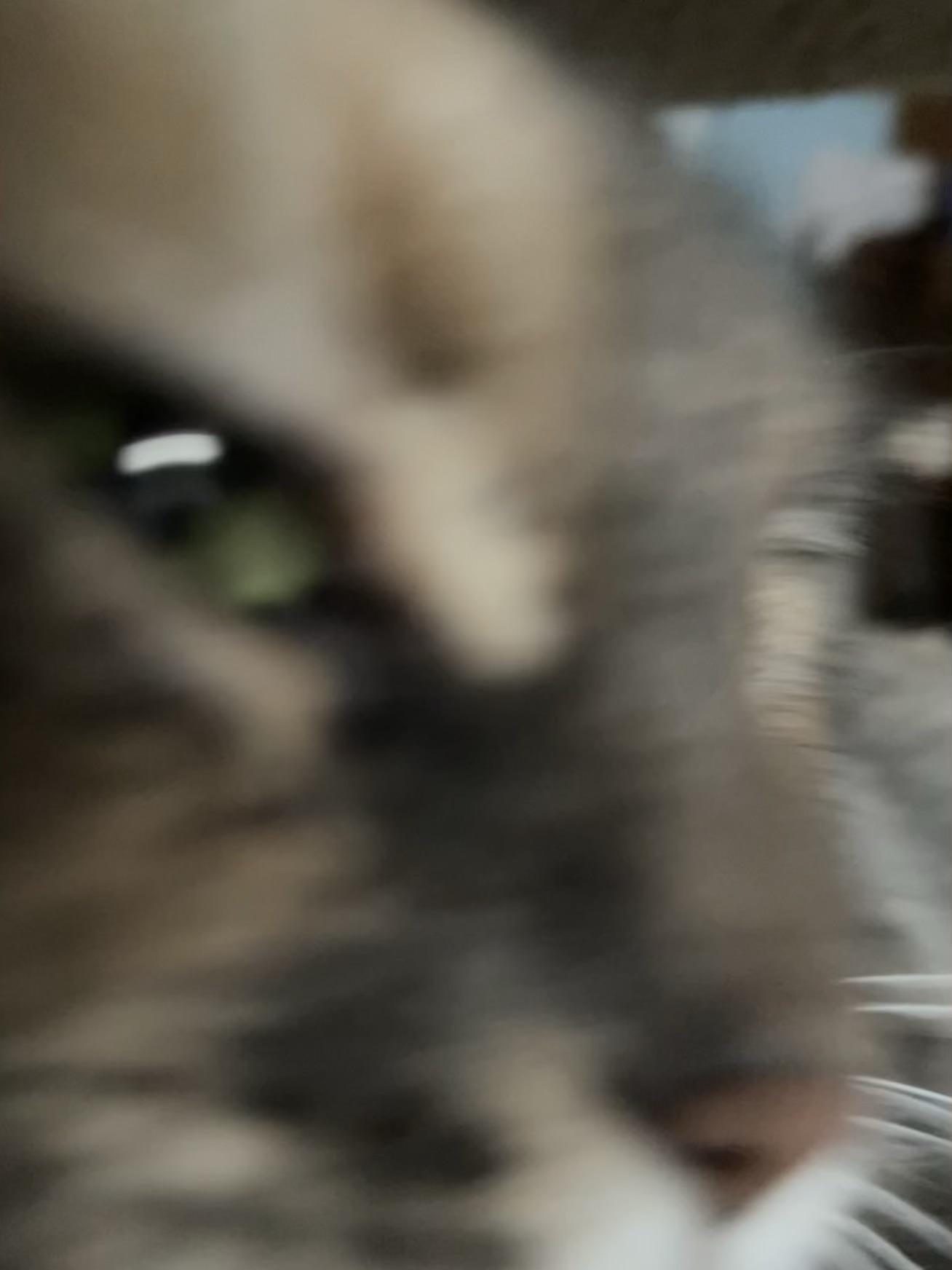 Blurry pictures of cats | Scrolller