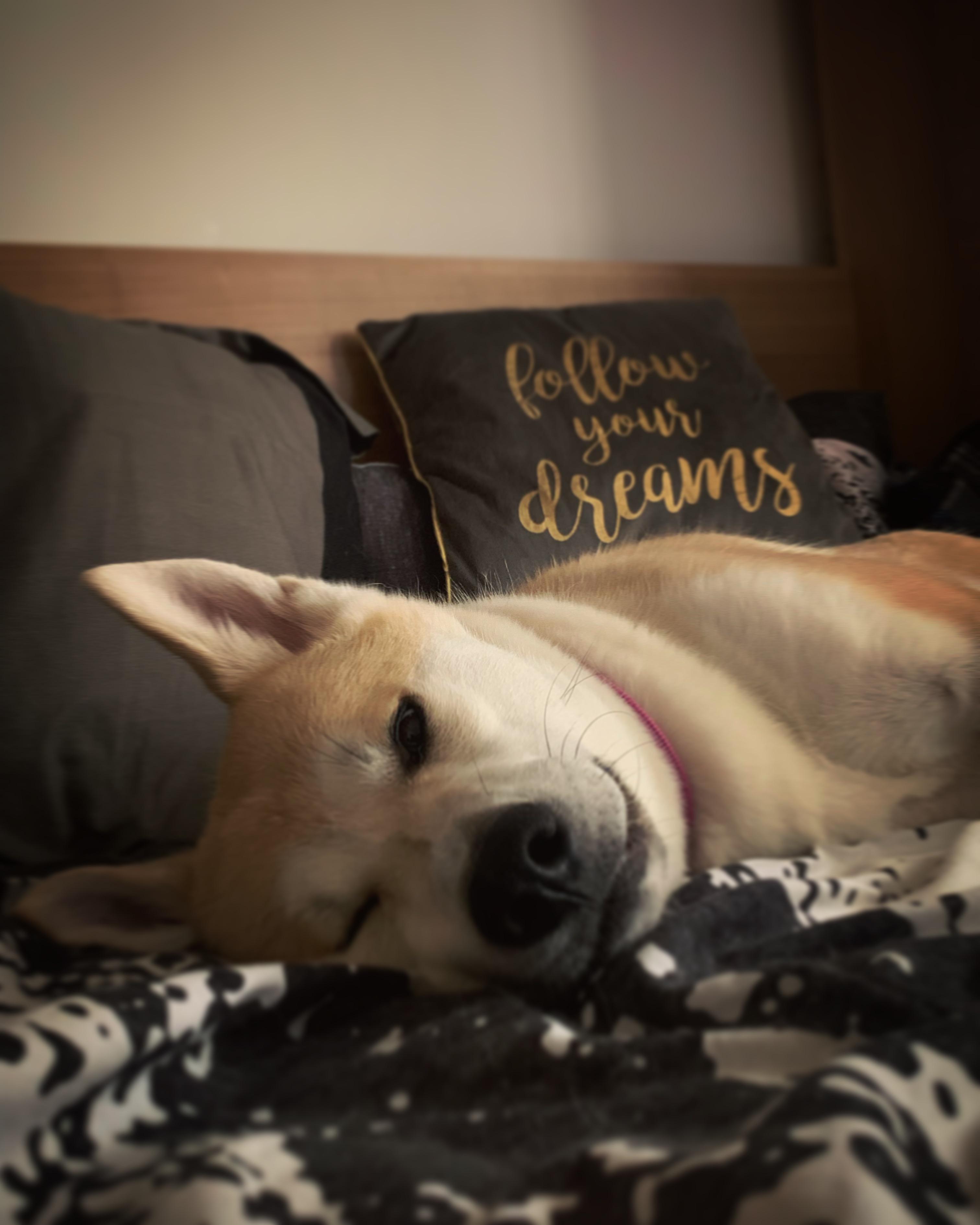 Influencer dog (OC) | Scrolller