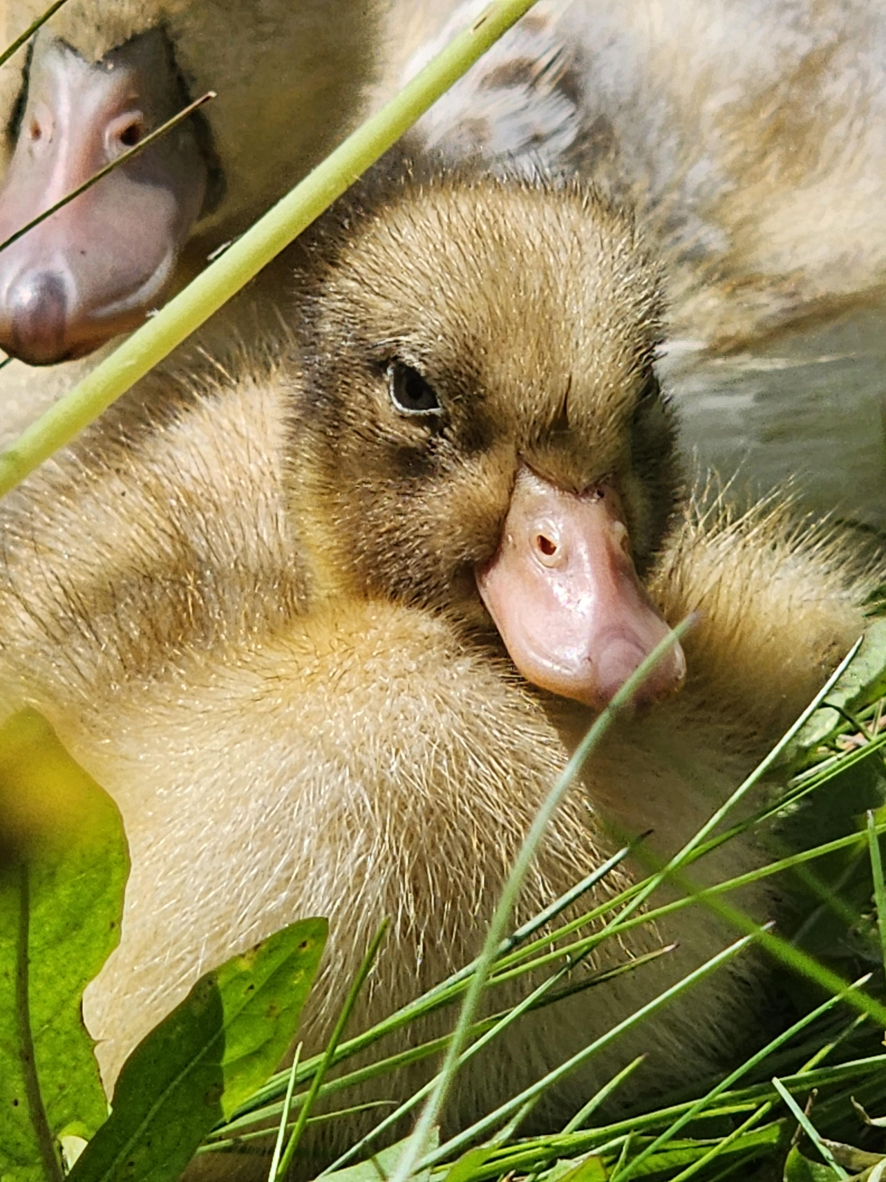 Duckling photoshoot in a field of dandelions! | Scrolller