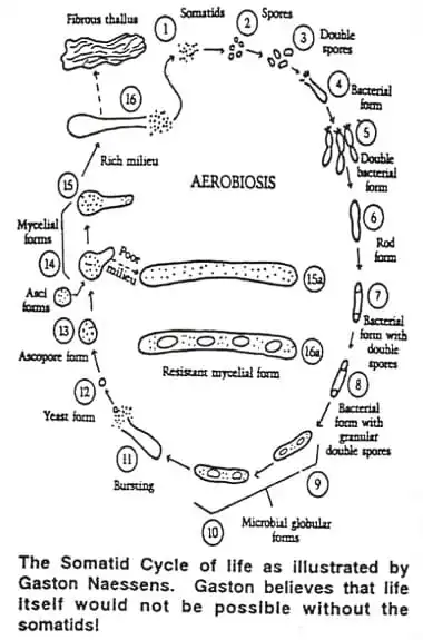 Life-Cycle of Somatids | Scrolller