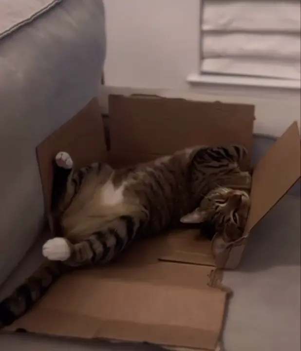 Life Of Comfort | Scrolller