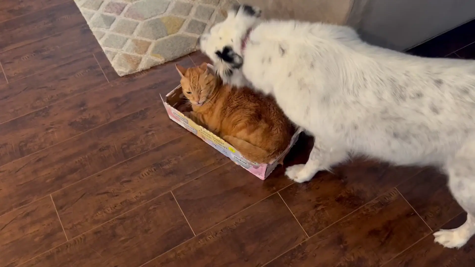 Lightning (cat) and Abigail | Scrolller