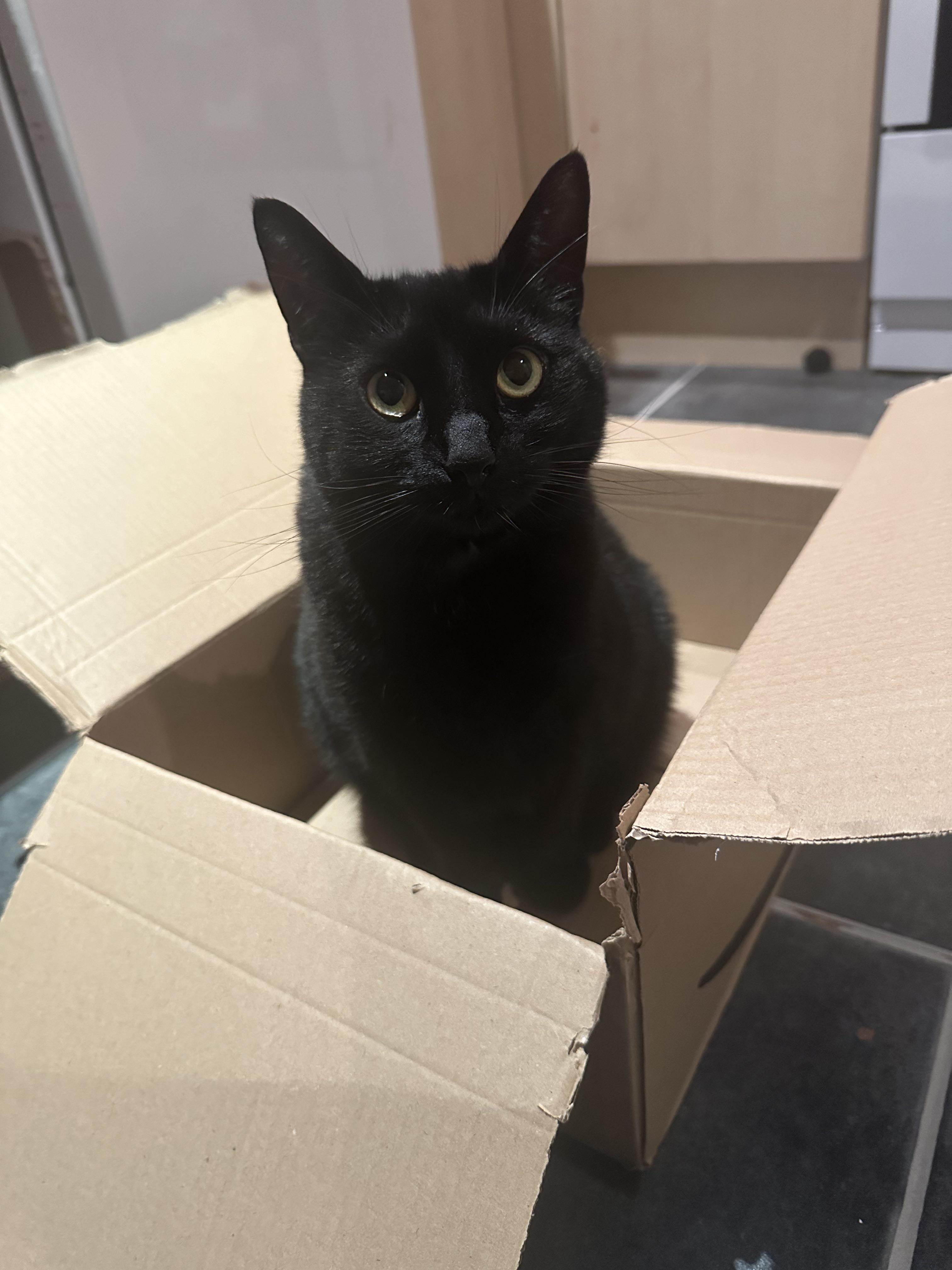 Lilo is obsessed with boxes | Scrolller