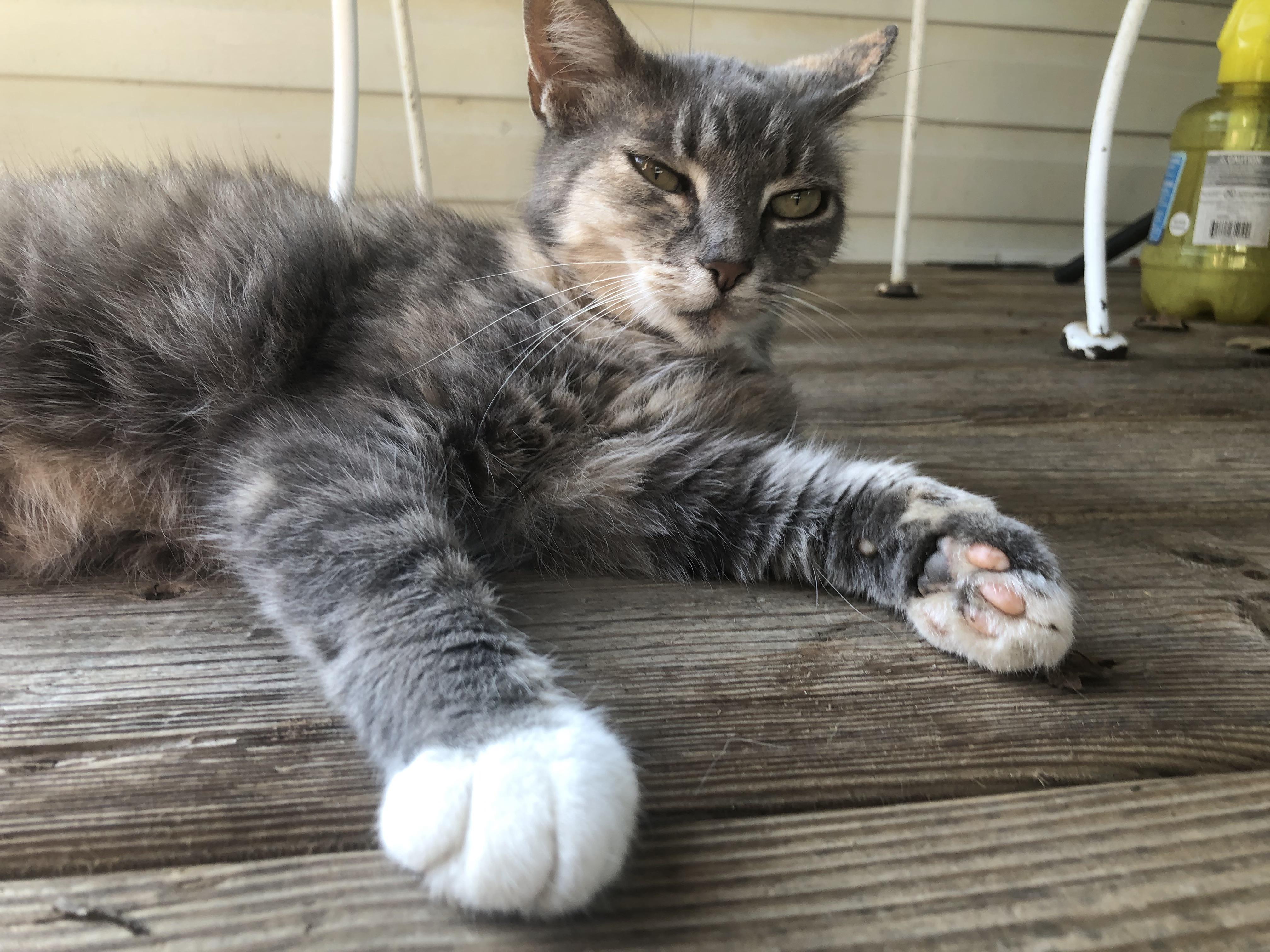 Lily showing her pink toe beans | Scrolller