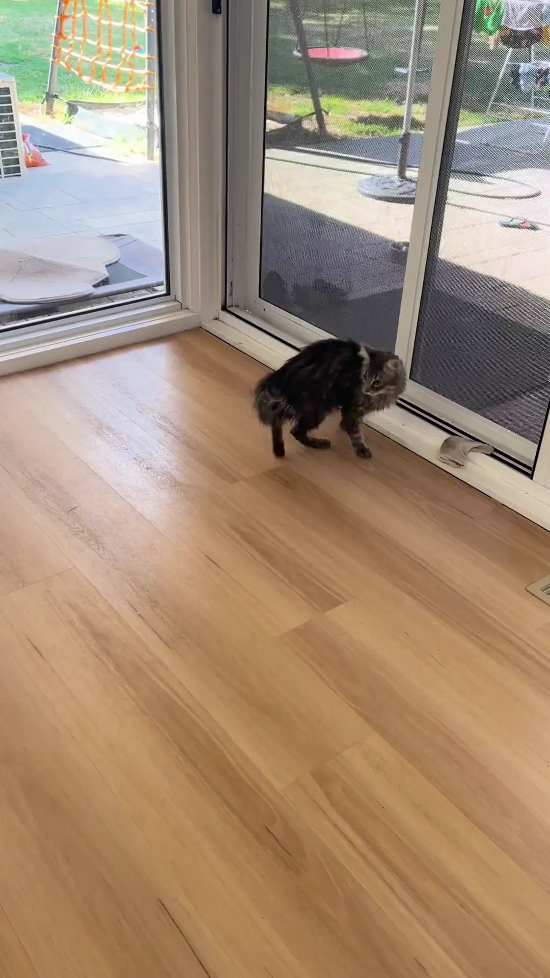 Link chasing his tail after a bath | Scrolller