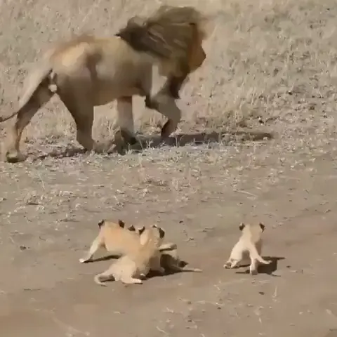 Lion shying away from his cubs.. | Scrolller