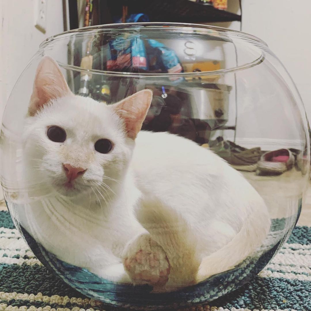 Liquid Cat | Scrolller